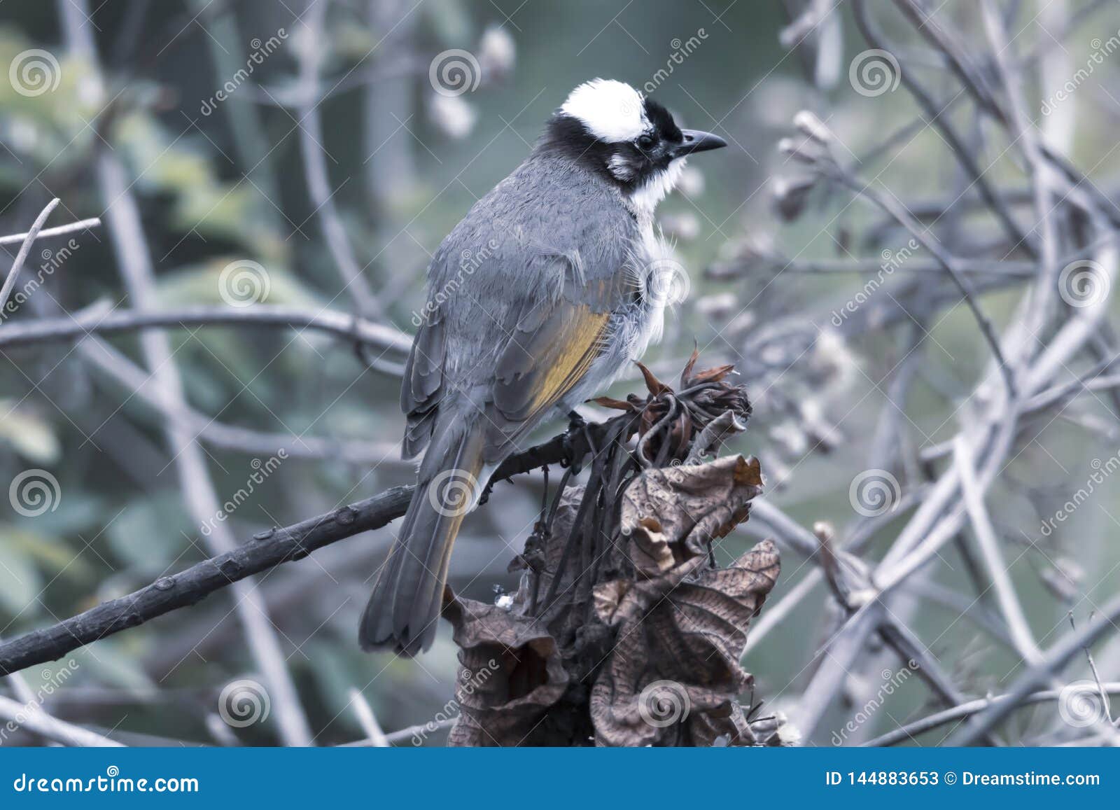 Bird Pycnonotus Sinensis Light-vented Chinese Bulbul Stock Image ...