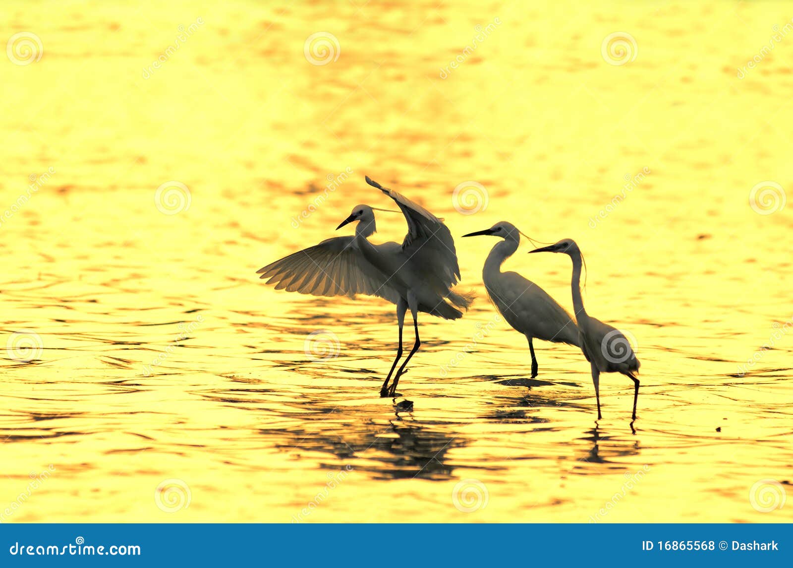 Bird stock photo. Image of life, dynamic, dock, beauty - 16865568