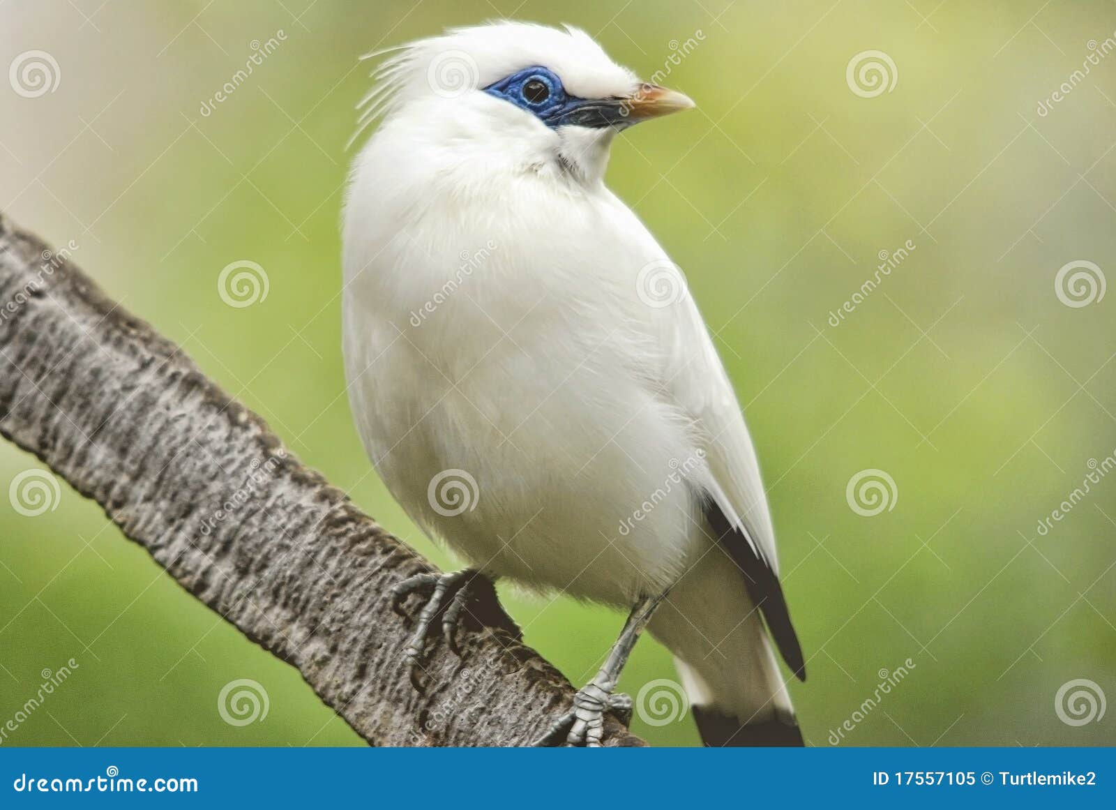 28,760 Biodiversity Bird Stock Photos - Free & Royalty-Free Stock ...