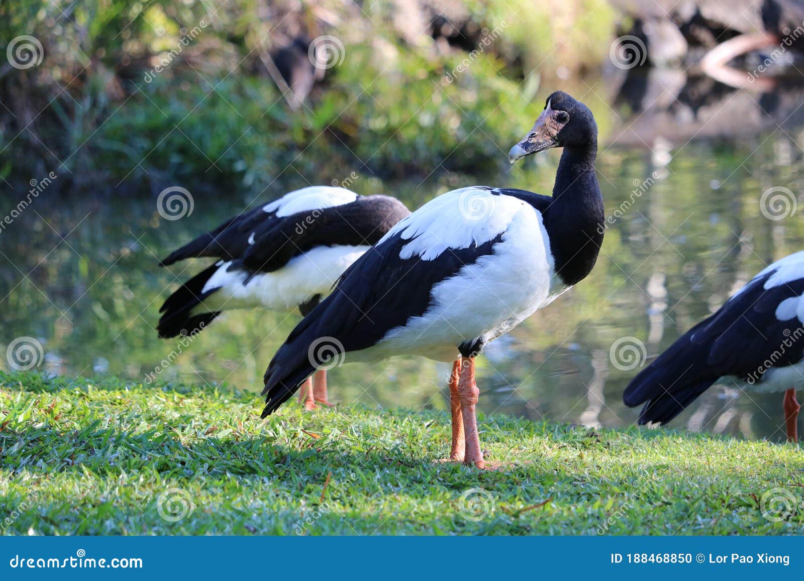 Magpie goose stock photo. Image of grop, magpiegoose - 188468850