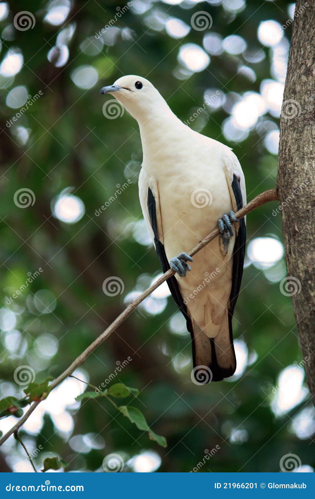 Bird stock image. Image of flank, bicolor, ducula, wood - 21966201