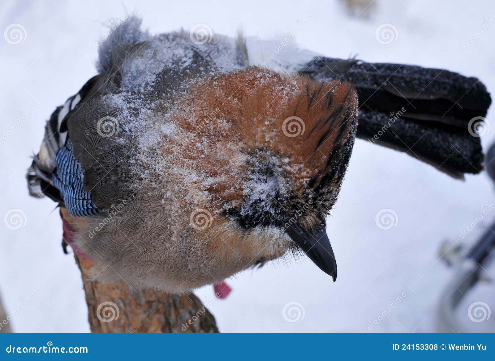 Bird stock photo. Image of life, winter, freeze, bird - 24153308
