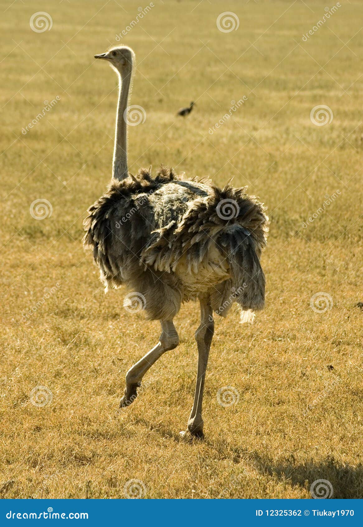 Bird-26 stock photo. Image of ostrich, safari, national - 12325362