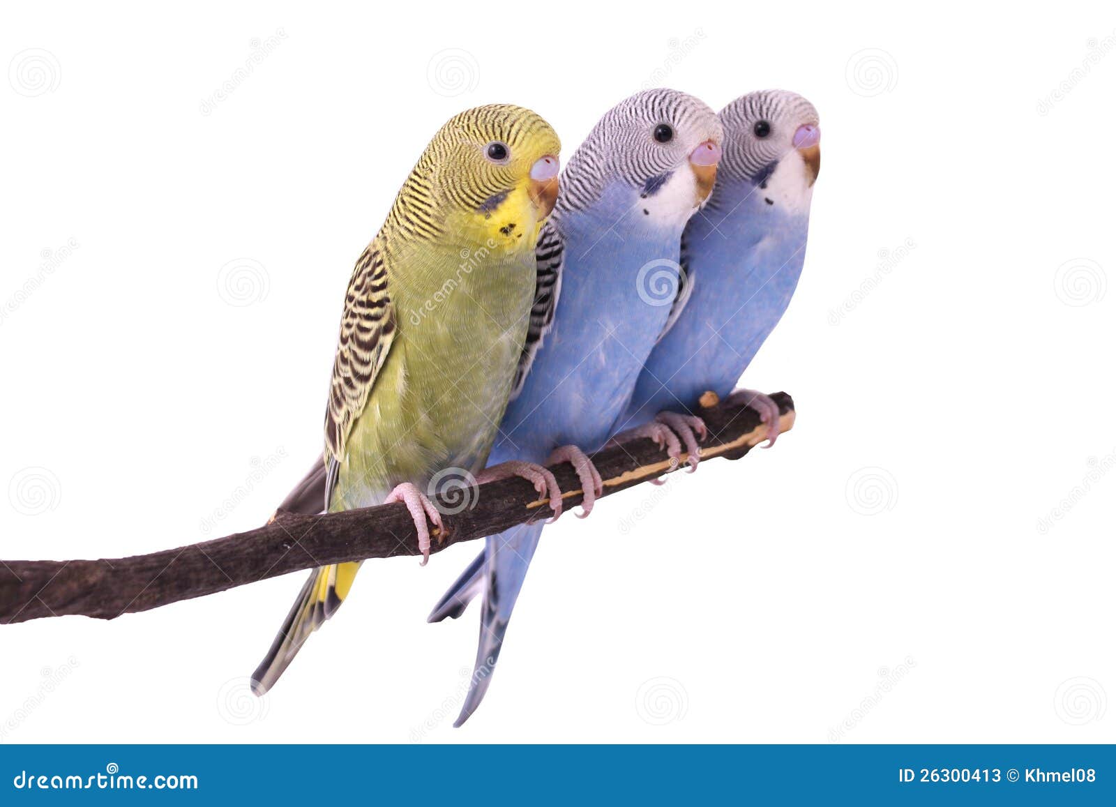 Bird stock image. Image of parrot, beak, love, companionship - 26300413