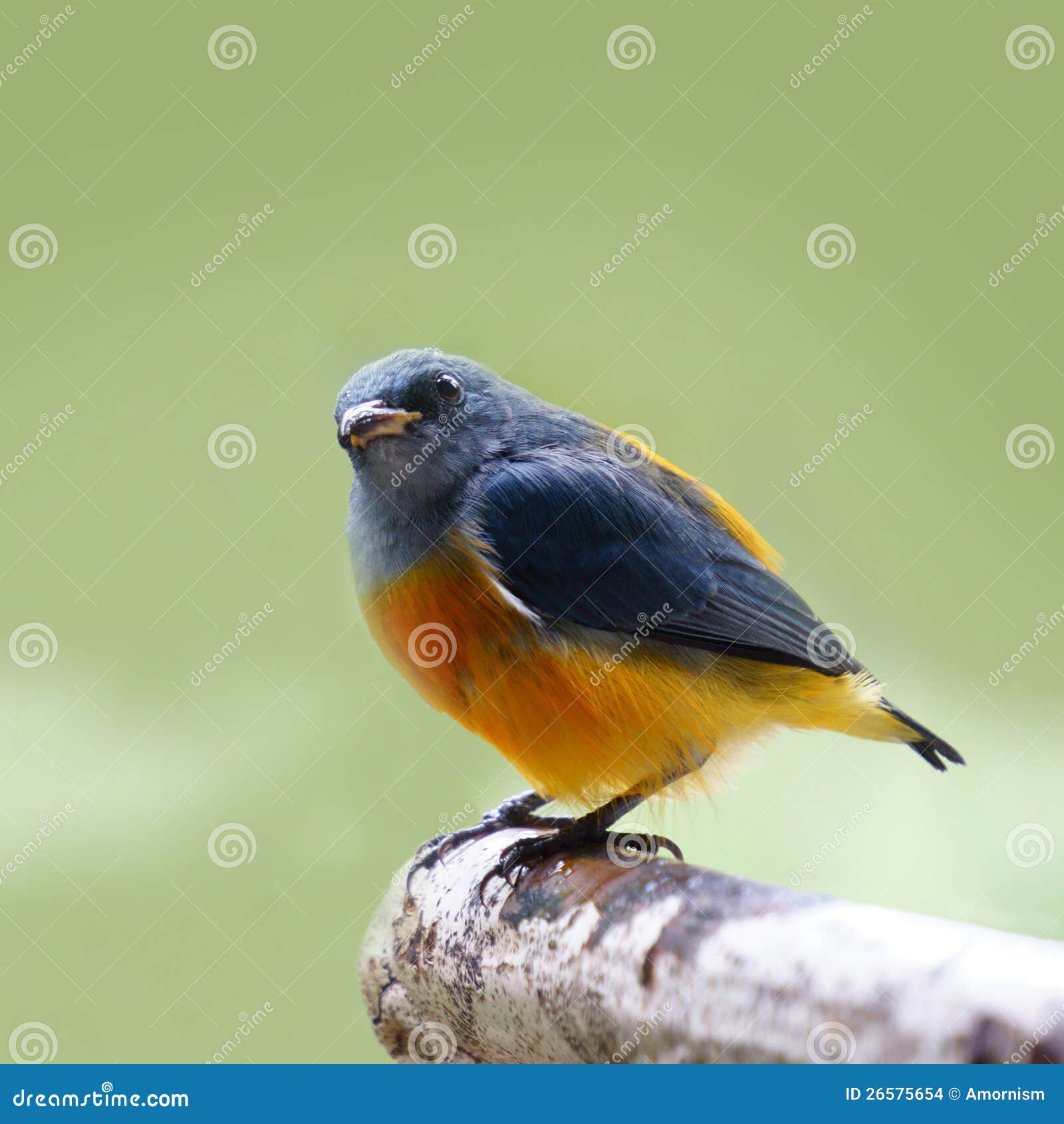 A little bird stock photo. Image of light, wildlife, hackle - 26575654