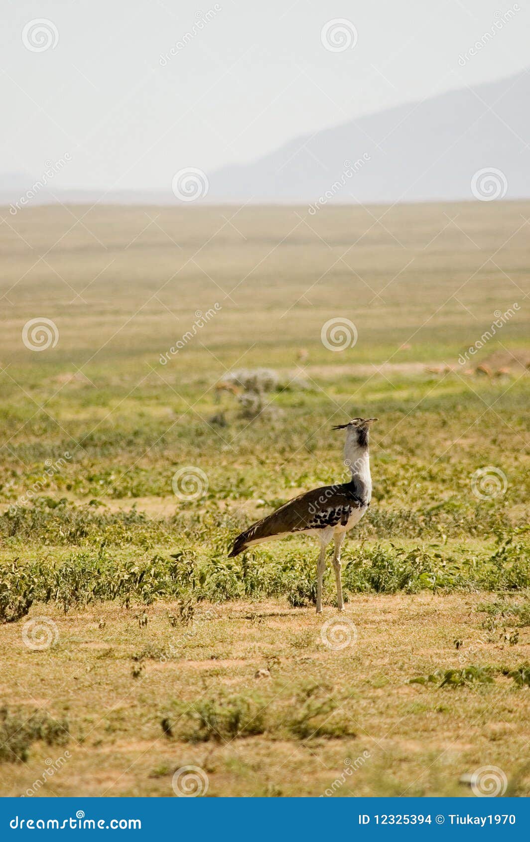 Bird-29 stock photo. Image of safari, savanna, national - 12325394