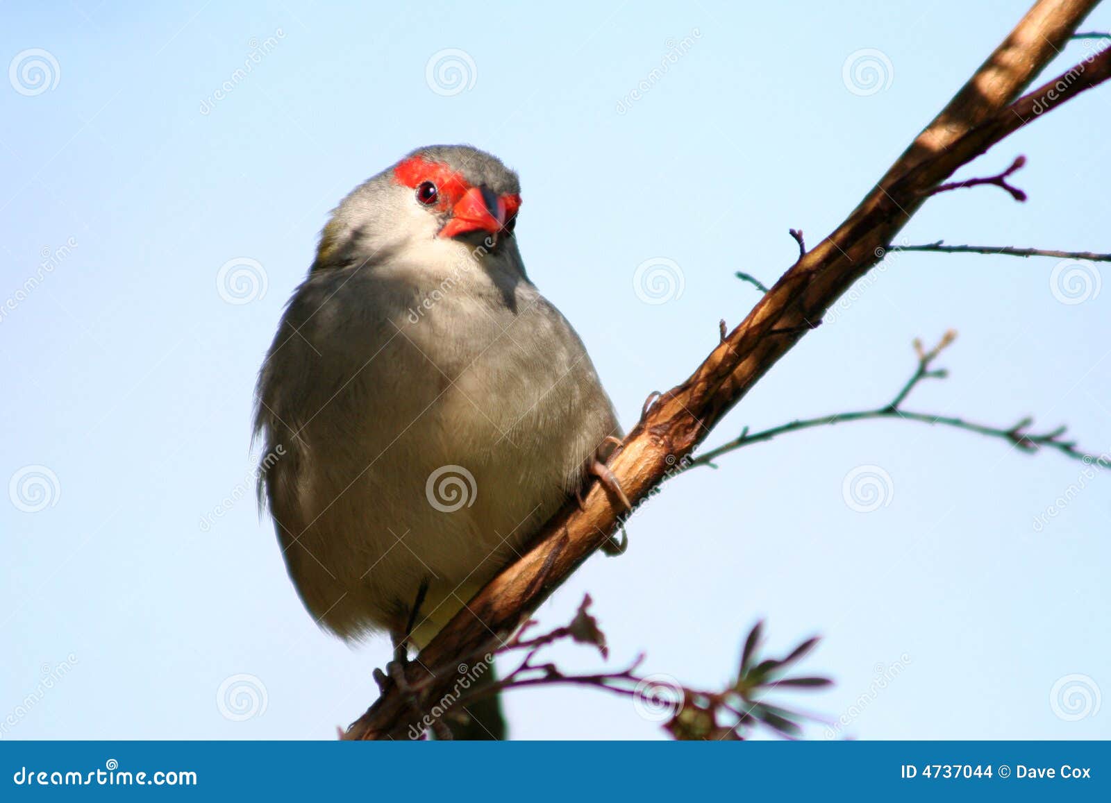 Bird stock photo. Image of bird, cling, hold, perching - 4737044