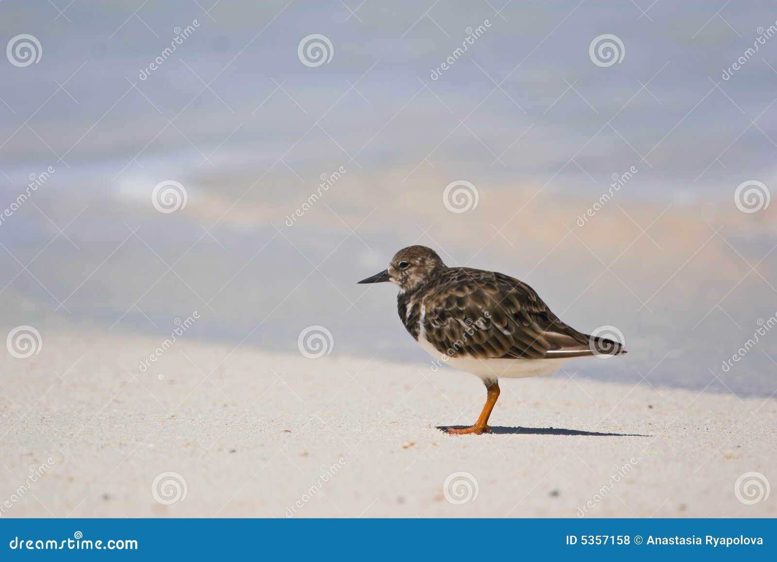 Bird stock photo. Image of tropic, bird, rest, relax, water - 5357158