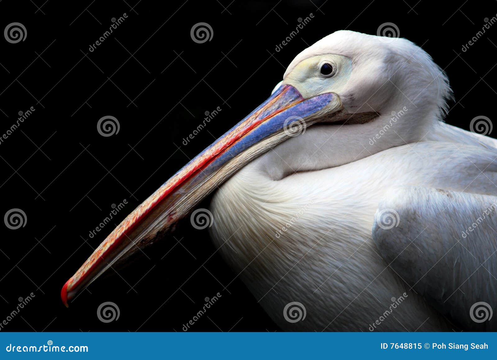 Bird stock image. Image of fowl, razobill, life, seafowl - 7648815