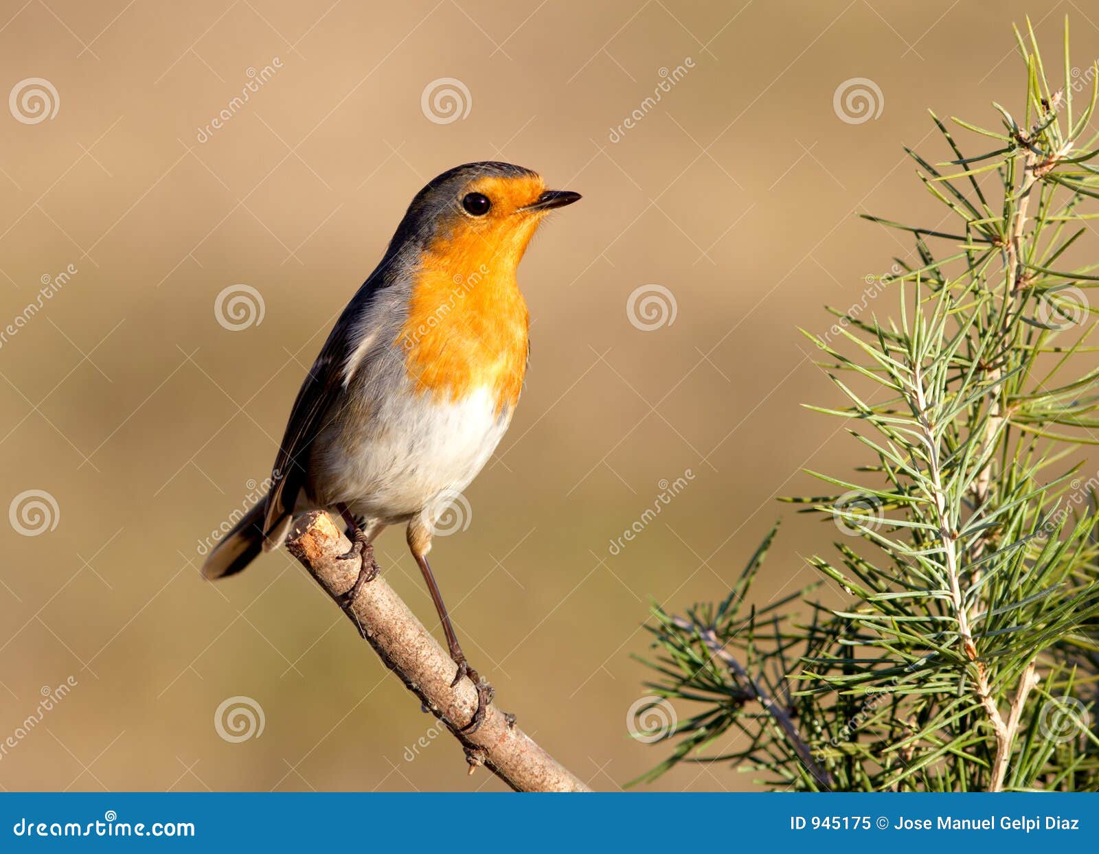 Bird stock image. Image of searching, outdoors, beautiful - 945175