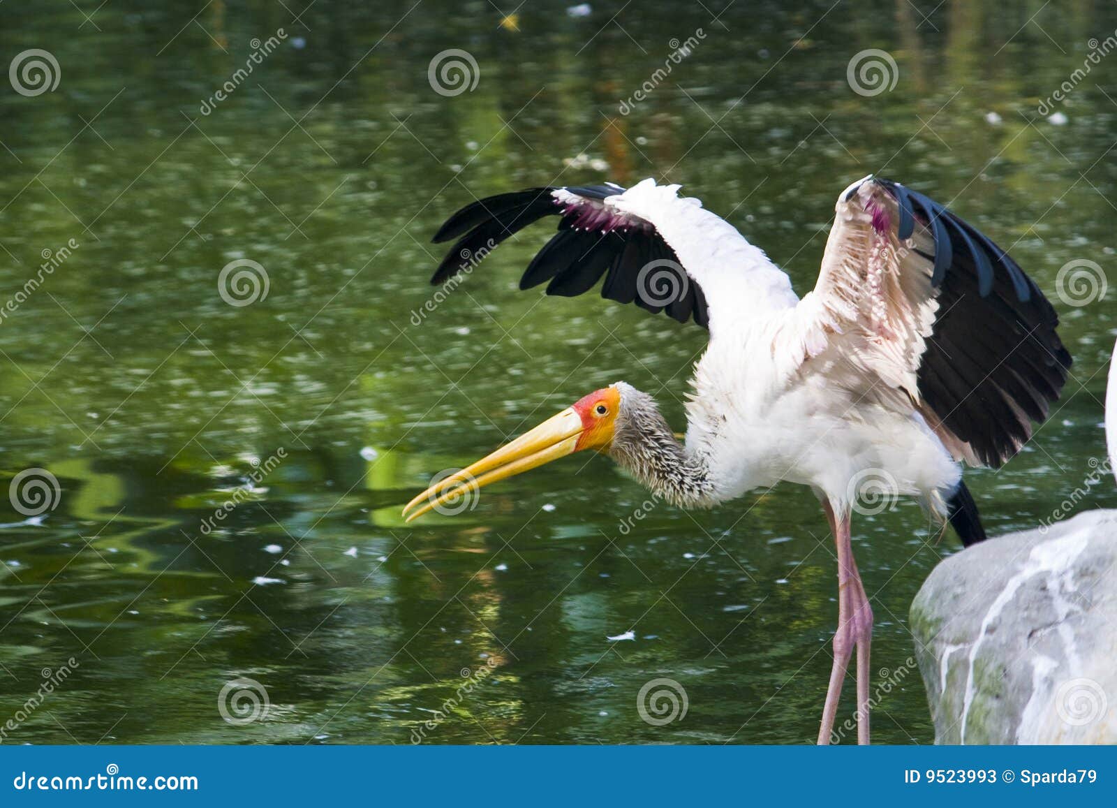 Bird stock image. Image of wings, water, bipedal, span - 9523993