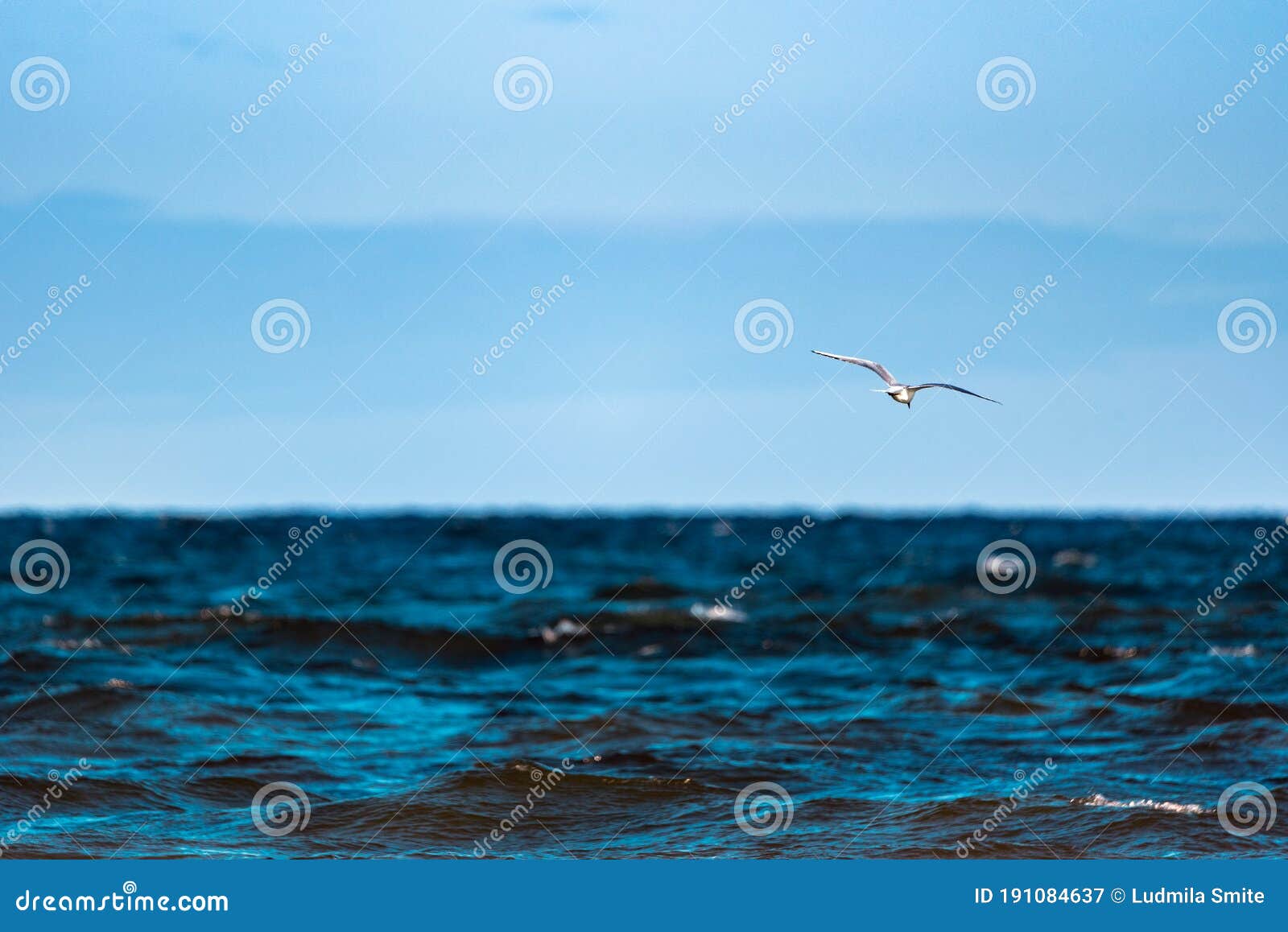 Bird above sea stock image. Image of calm, coast, shore - 191084637