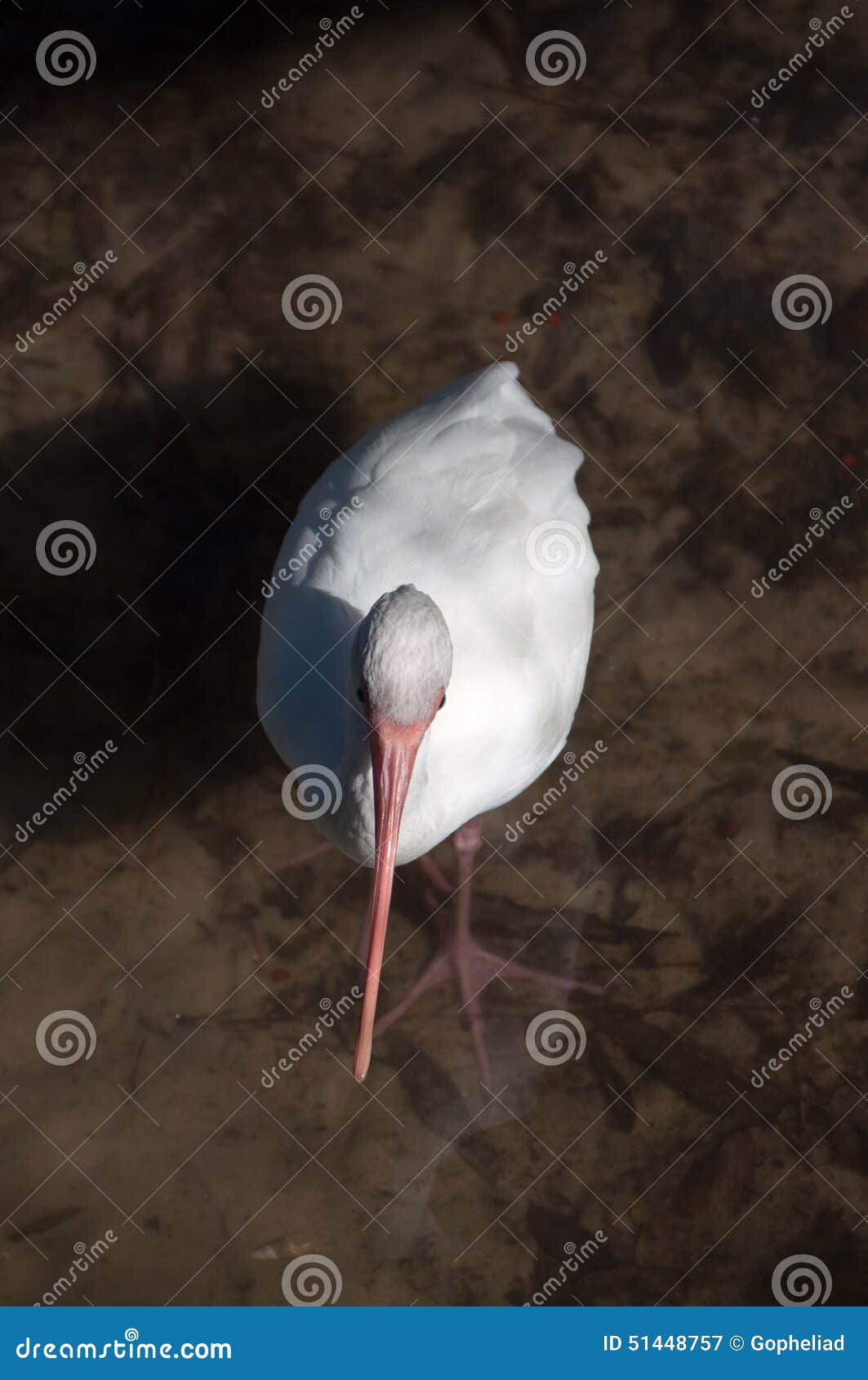 Bird from above stock image. Image of bird, florida, waterbird - 51448757
