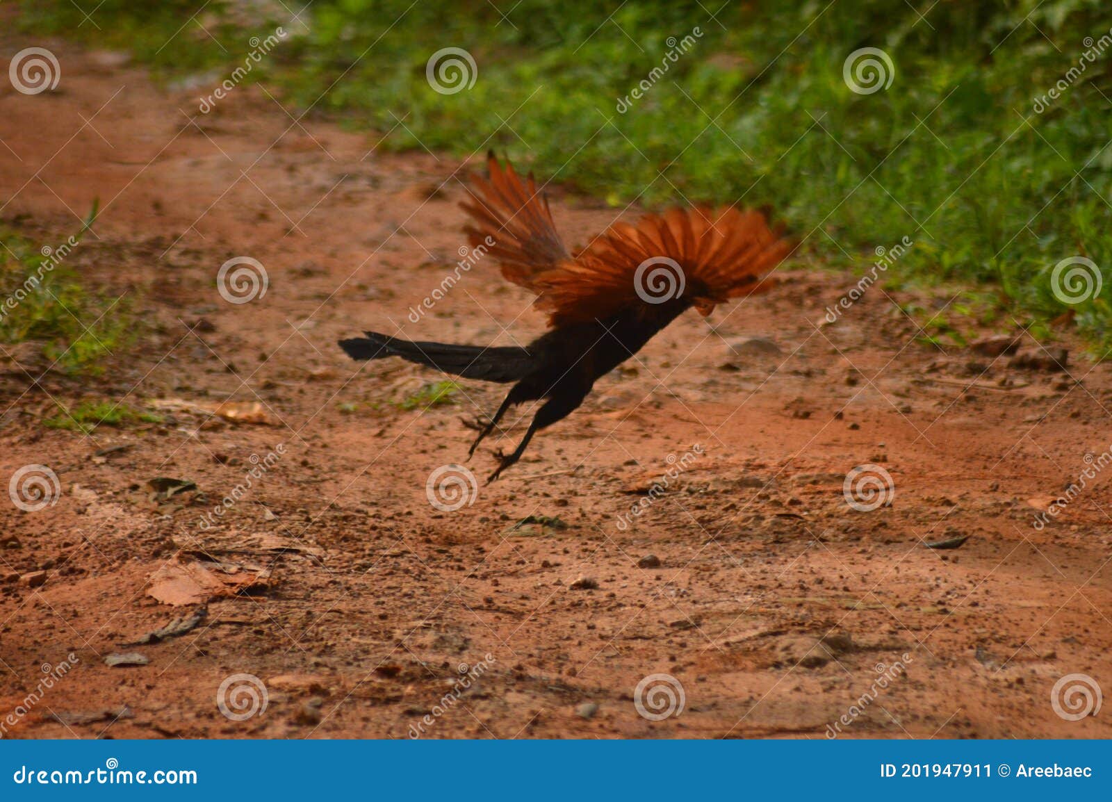 Bird on action stock image. Image of autumn, bird, quail - 201947911