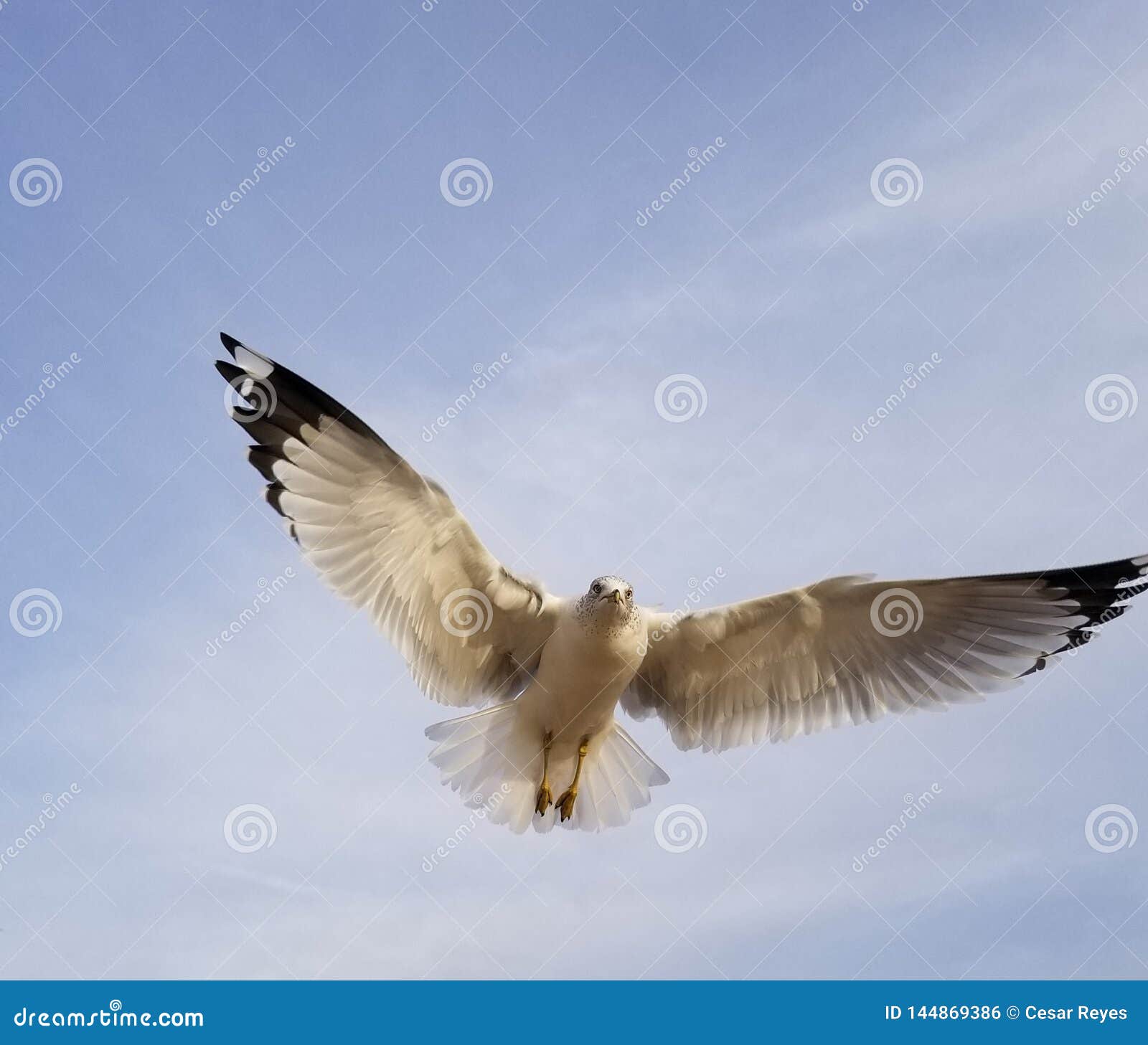 Bird on action stock photo. Image of wings, flying, bird - 144869386