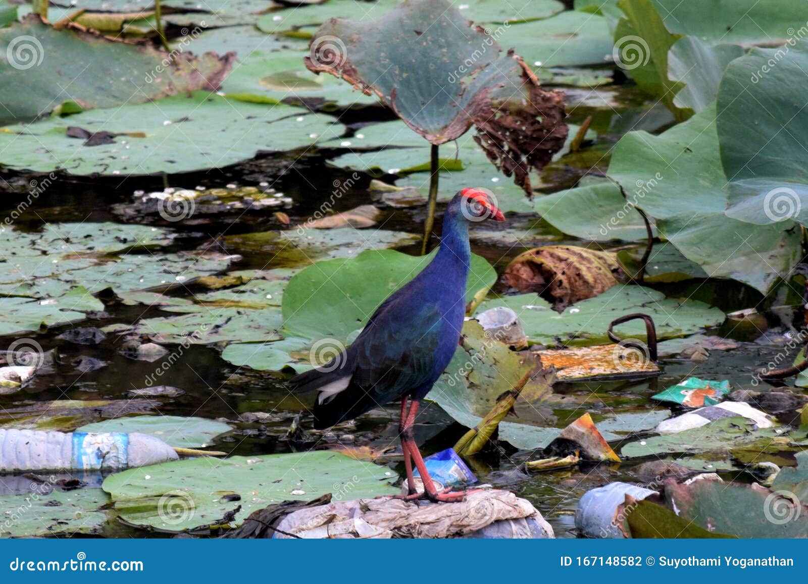 A Bird Affected by the Plastic Pollution Editorial Photography - Image ...