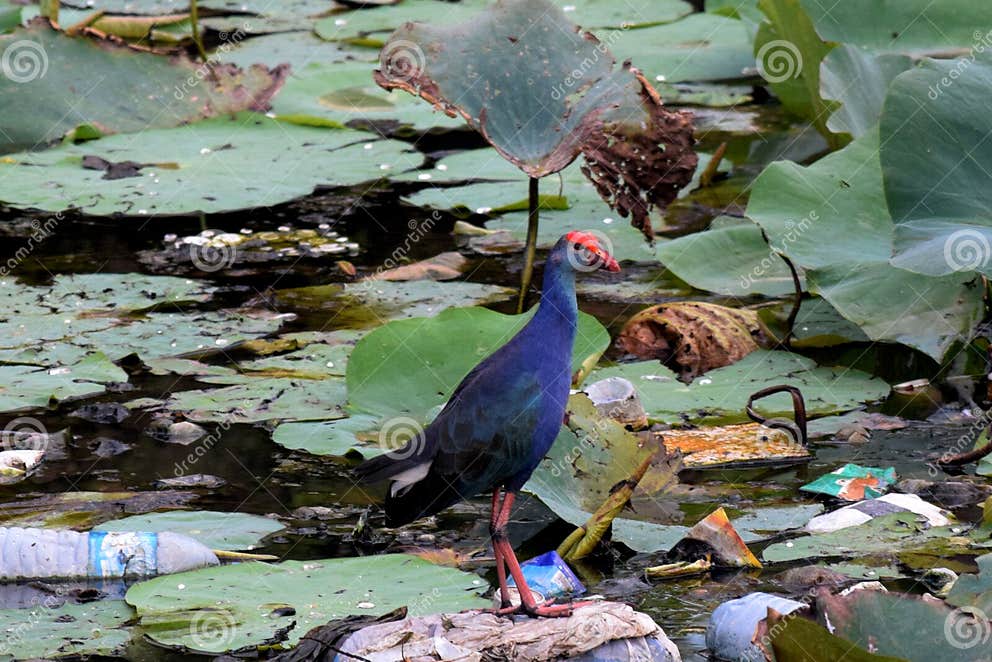 A Bird Affected by the Plastic Pollution Editorial Photography - Image ...