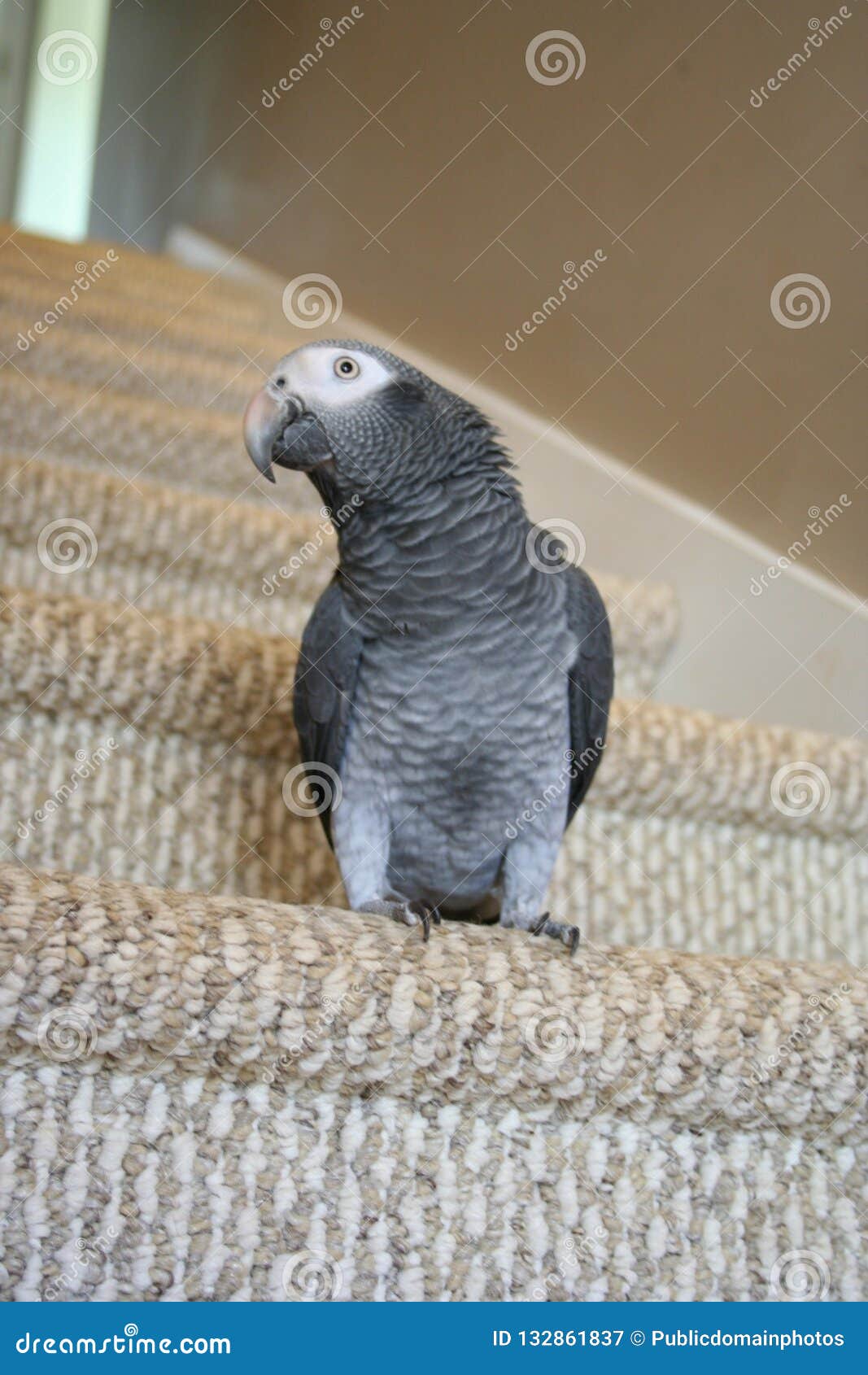 Bird, African Grey, Beak, Fauna Picture. Image: 132861837