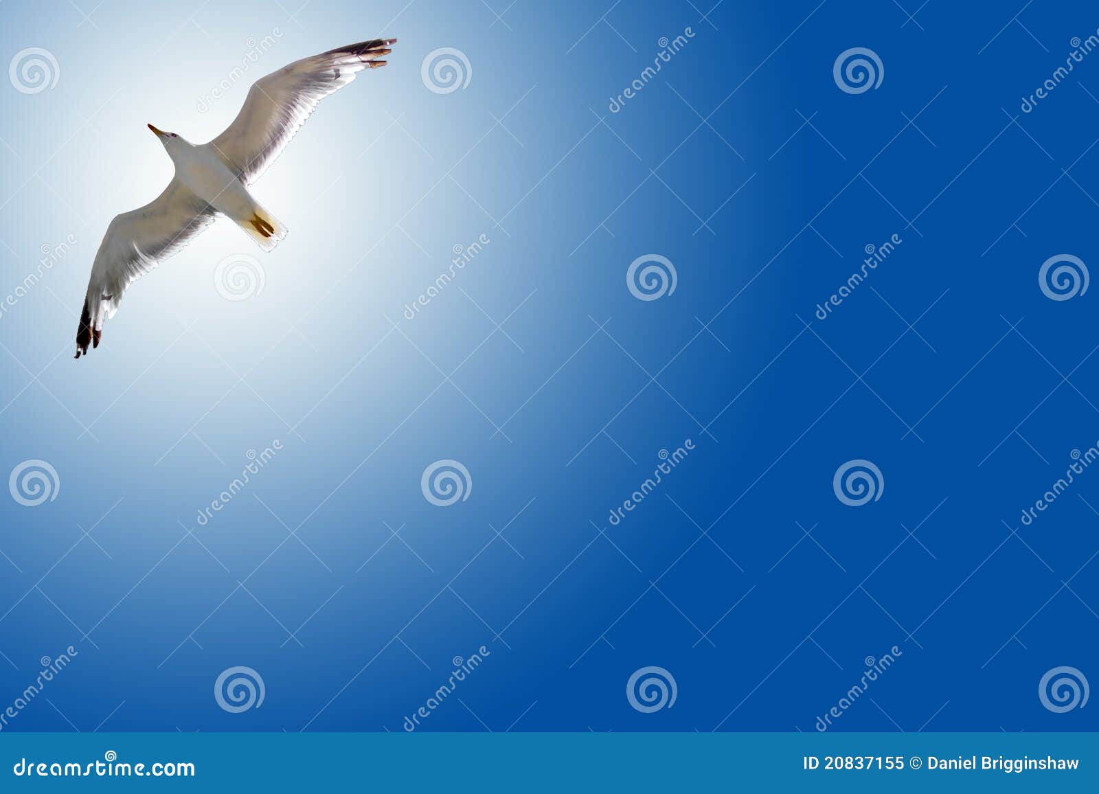 Bird in the Air with Wings Wide Open Stock Image - Image of soaring ...