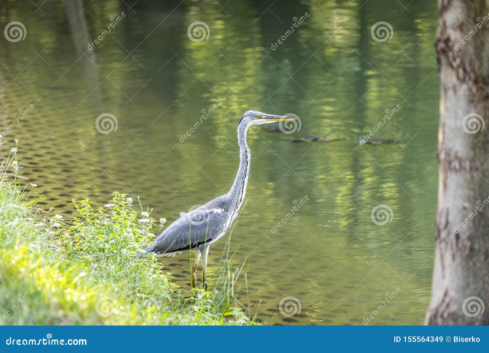 Bird at the lake stock image. Image of beak, nature - 155564349