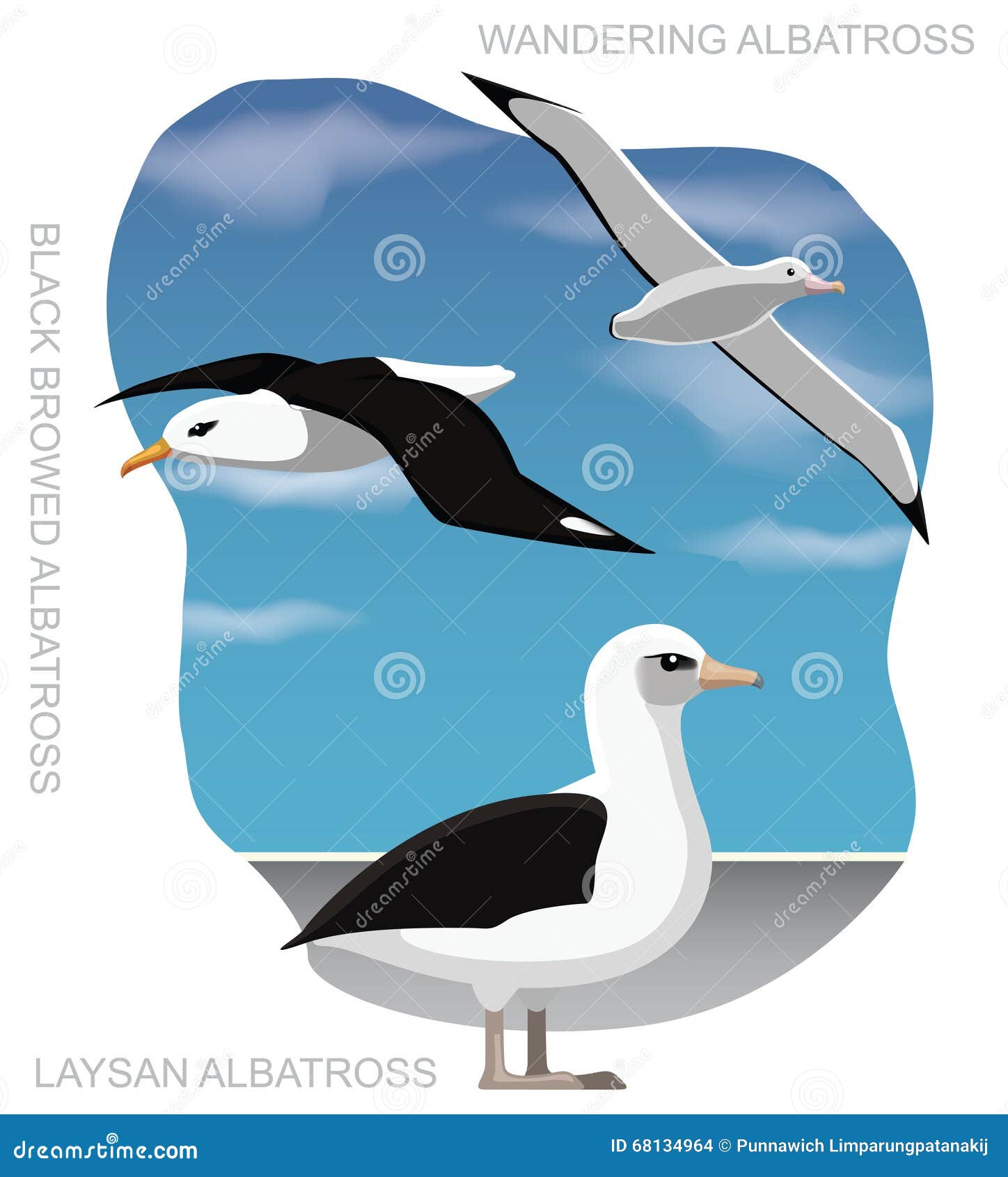 Bird Albatross Set Cartoon Vector Illustration Stock Vector ...