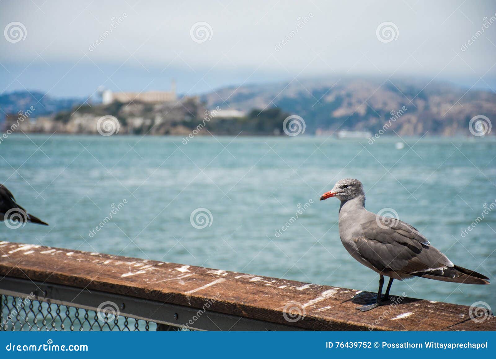 Bird stock photo. Image of bird, birds, animal, alcatraz - 76439752