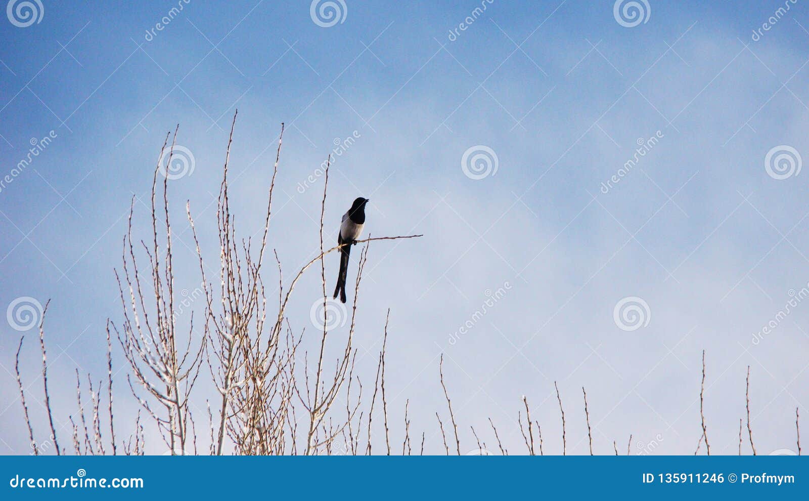 Bird Alone on a Branch in the Winter Stock Photo - Image of life ...