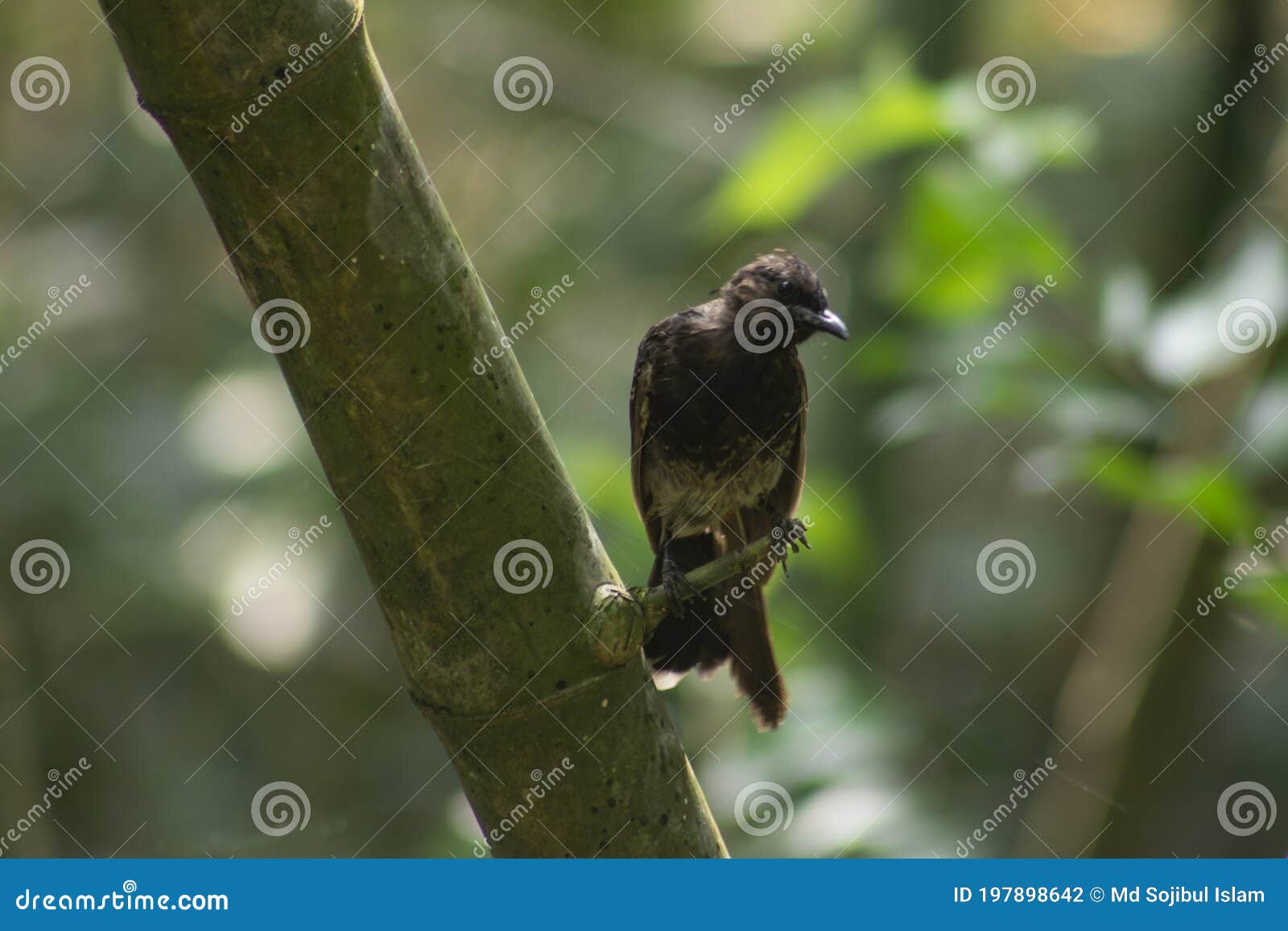 A Bird Alone and Looking for Some Feed 2 Stock Photo - Image of ...