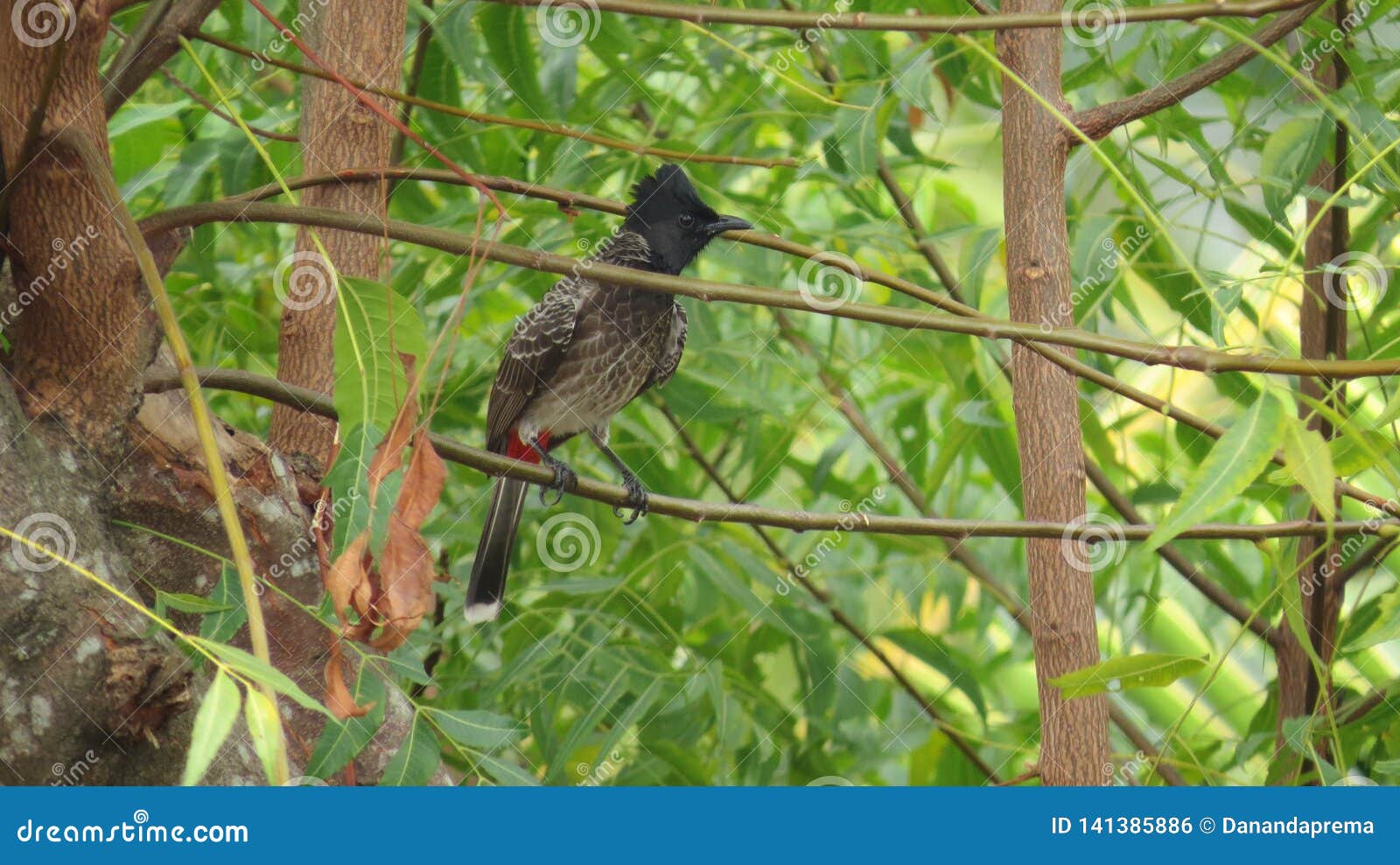 Bird Alone on a Tree Branch Stock Photo - Image of closeup, watching ...
