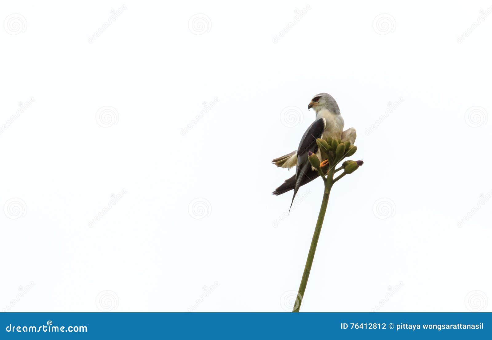 A bird alone on tree stock photo. Image of haliaeetus - 76412812