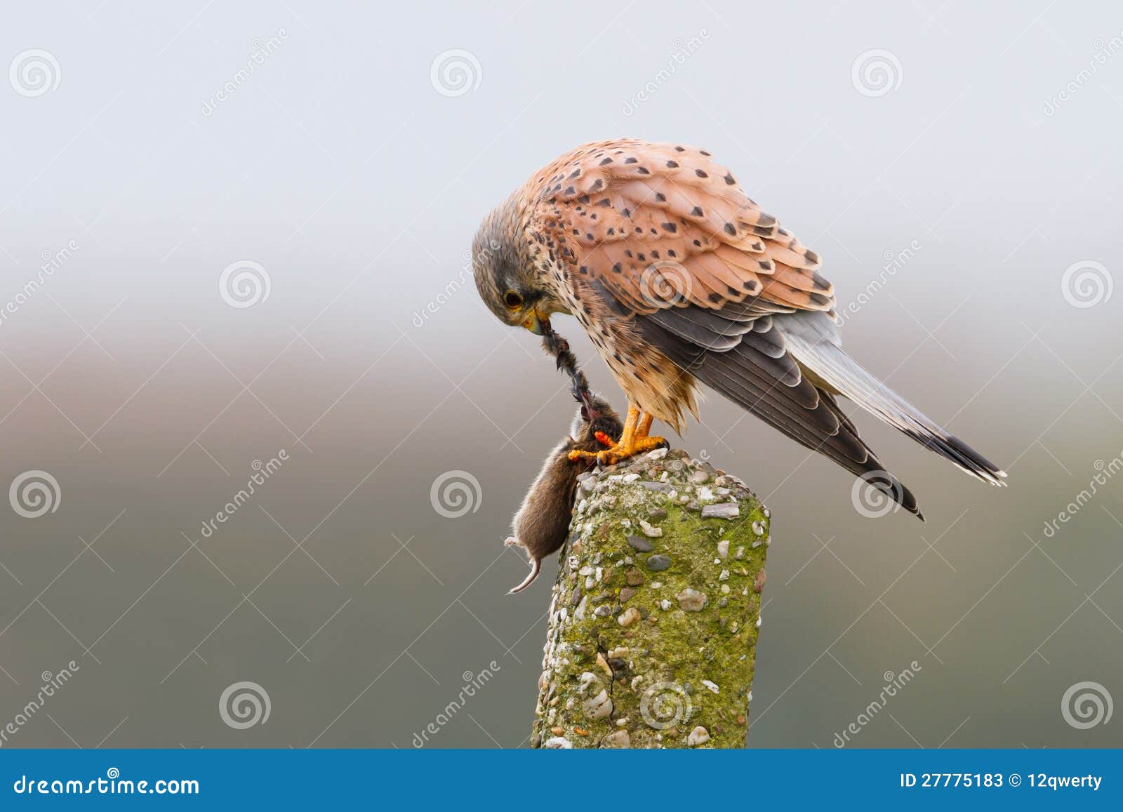 Bird with animal in beak stock image. Image of beak, space - 27775183