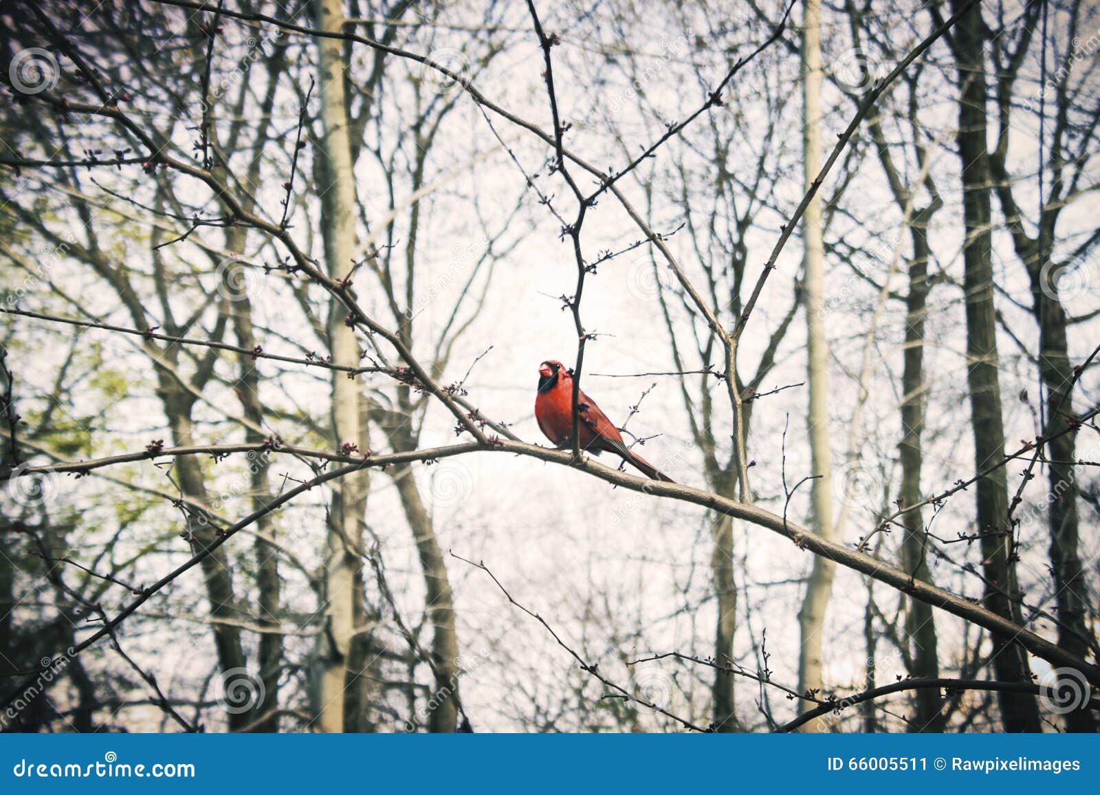 Bird Animal Forest Beautiful Scene Nature Concept Stock Image - Image ...