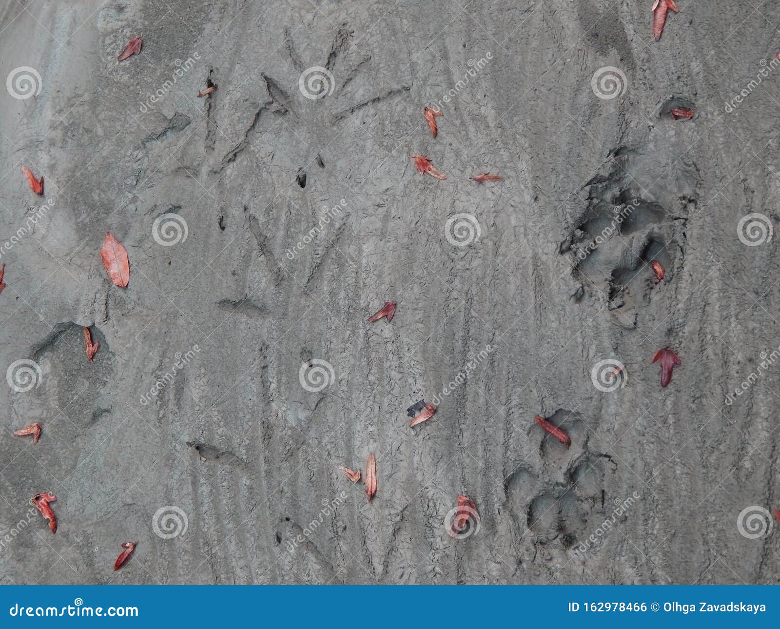 922 Animal Trails Photos - Free & Royalty-Free Stock Photos from Dreamstime