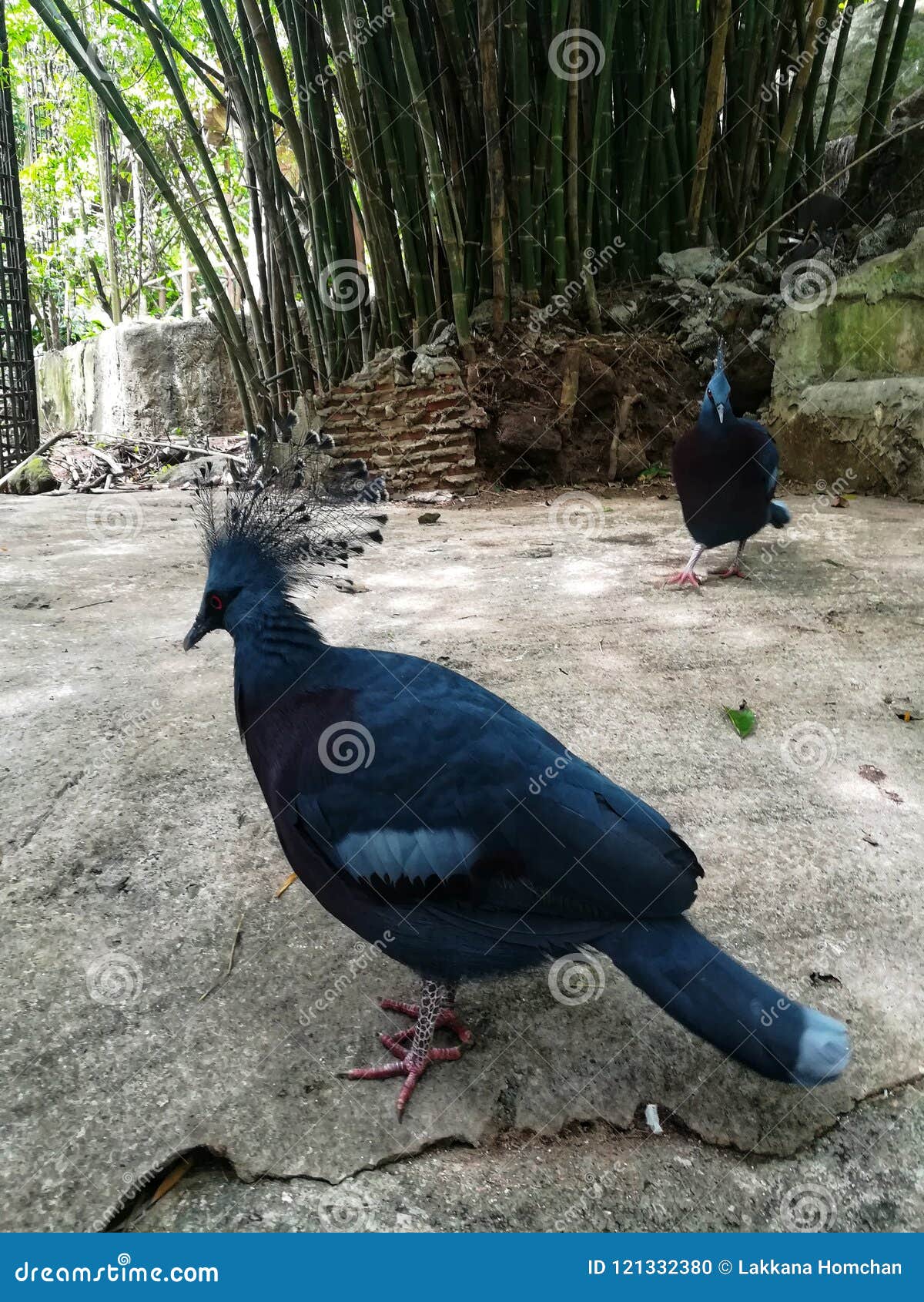 Bird stock photo. Image of nature, park, animals, bird - 121332380