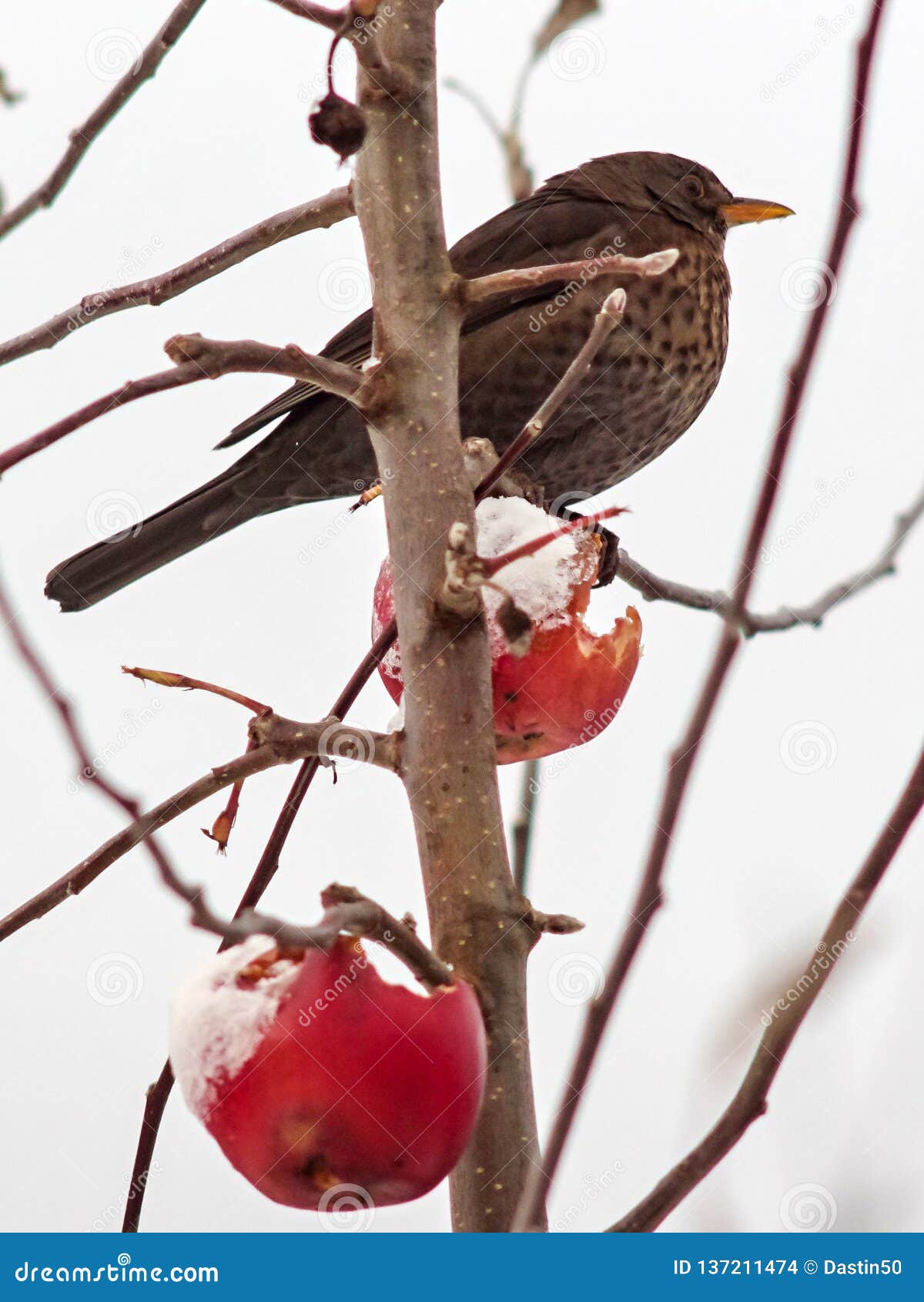 Bird on apple tree branch stock photo. Image of nutritious - 137211474