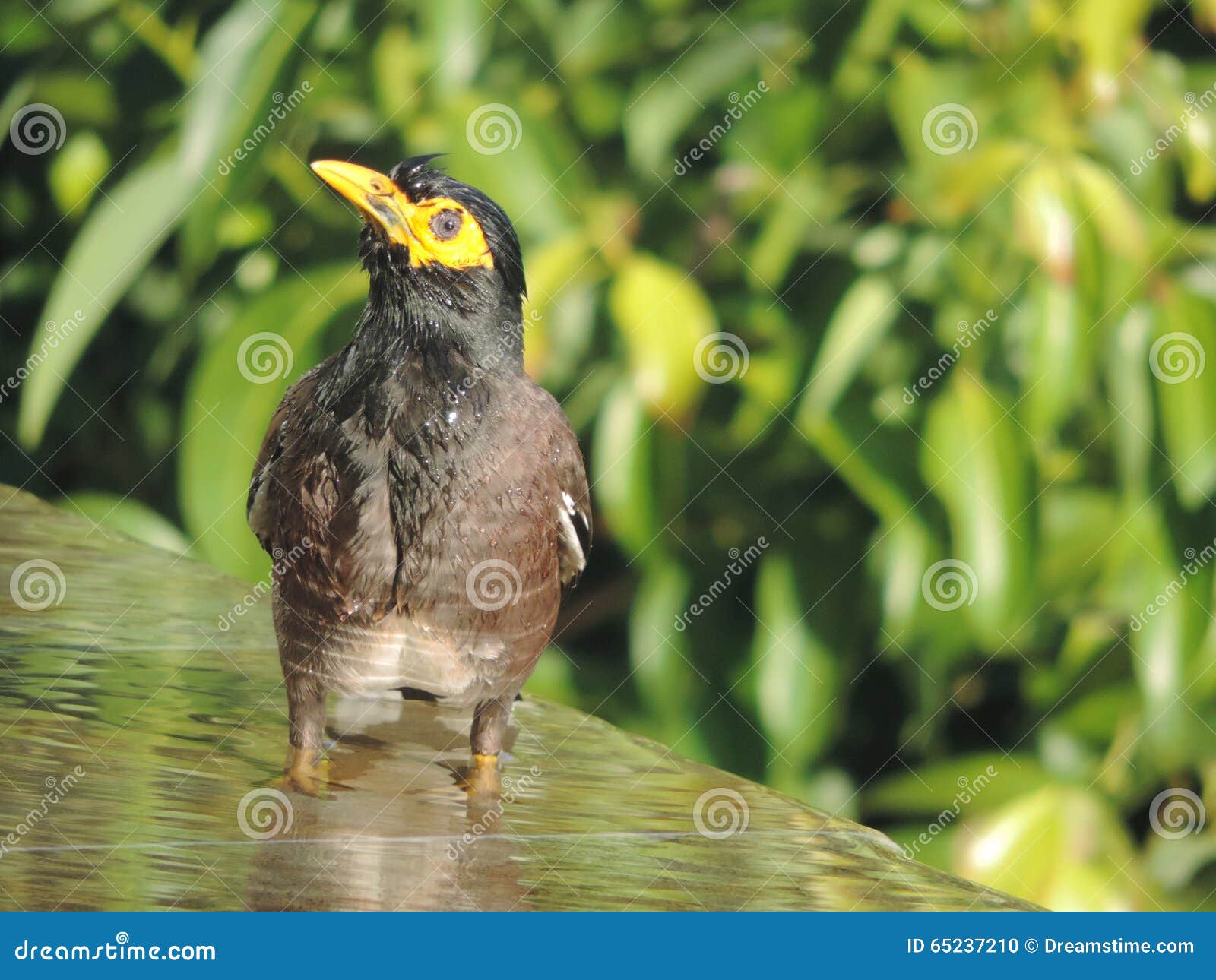 Bird and Aqua stock photo. Image of tropical, bird, standing - 65237210