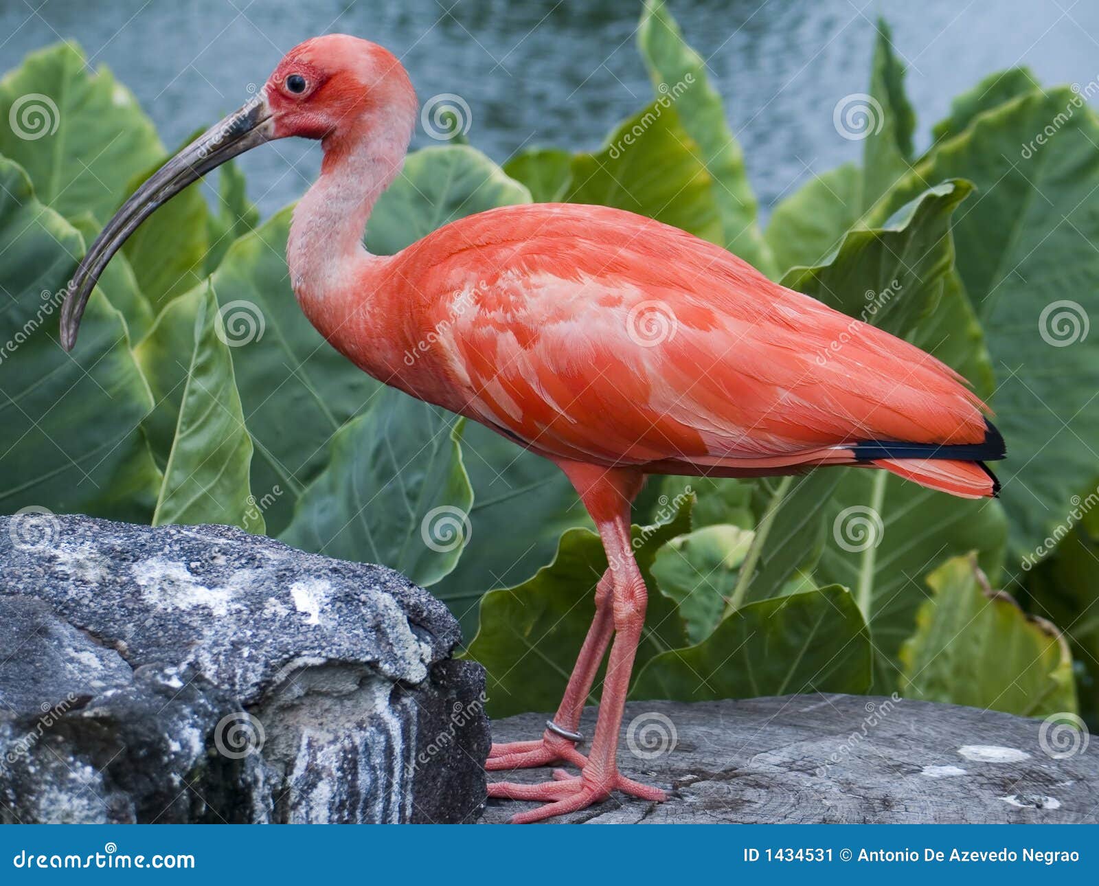 Bird aquatic stock image. Image of animal, wild, water - 1434531