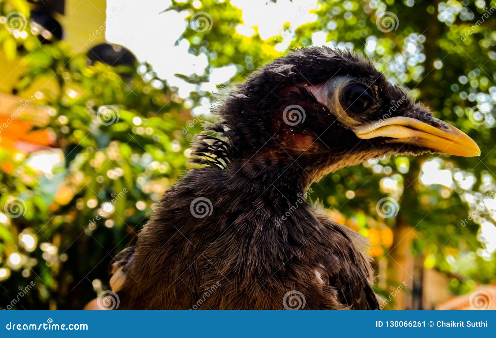 A bird in the arm. stock image. Image of feather, head - 130066261