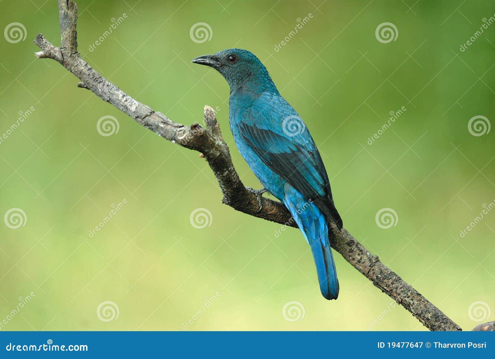Bird (Asian Fairy Bluebird) Stock Image - Image of green, ornithology ...