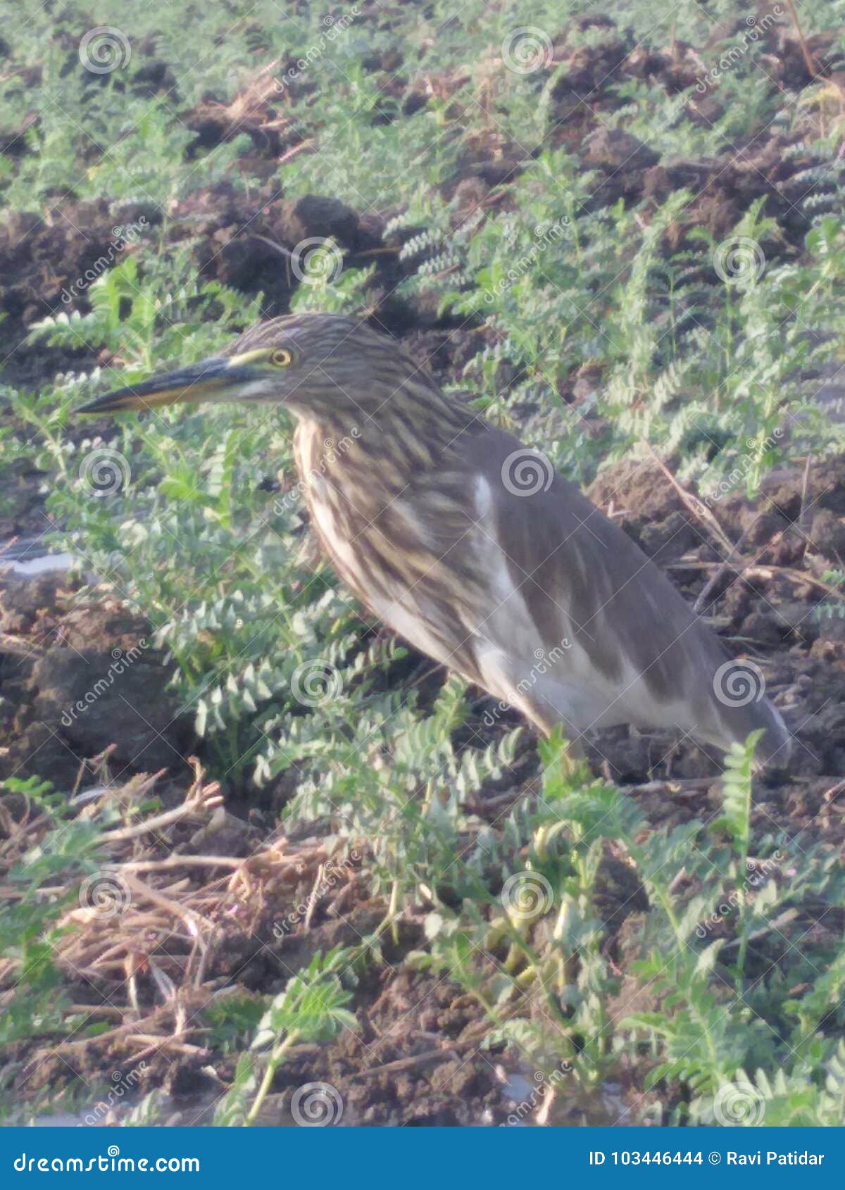 A bird attack in insect stock photo. Image of nature - 103446444