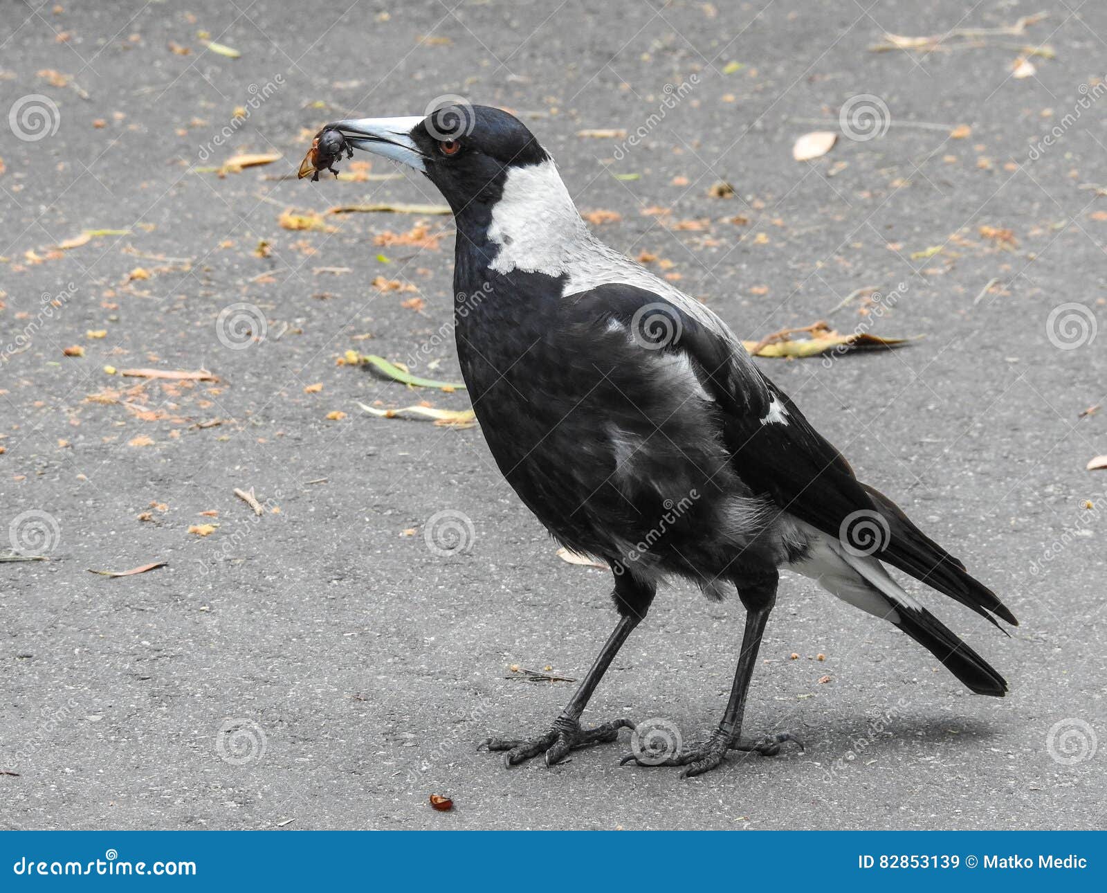 Bird is eating an insect stock image. Image of leaf, eater - 82853139