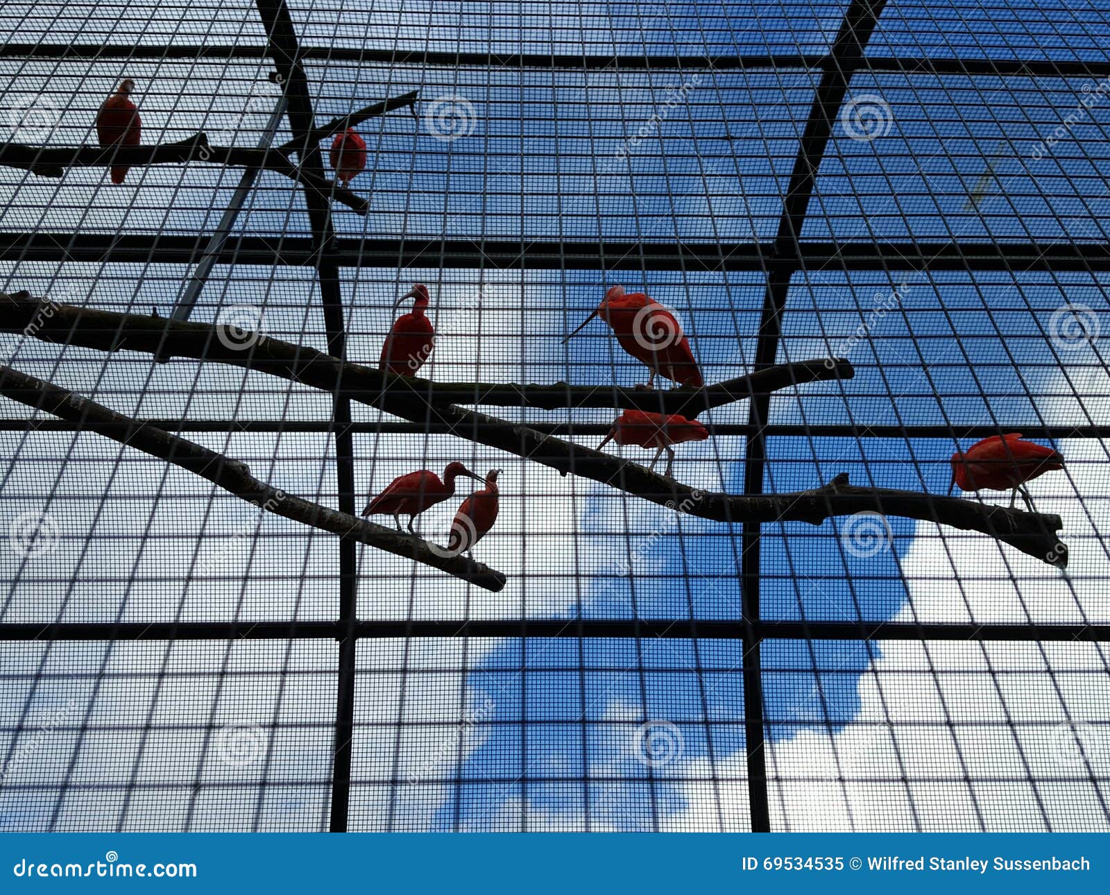 Bird in an aviary stock image. Image of feathers, blue - 69534535