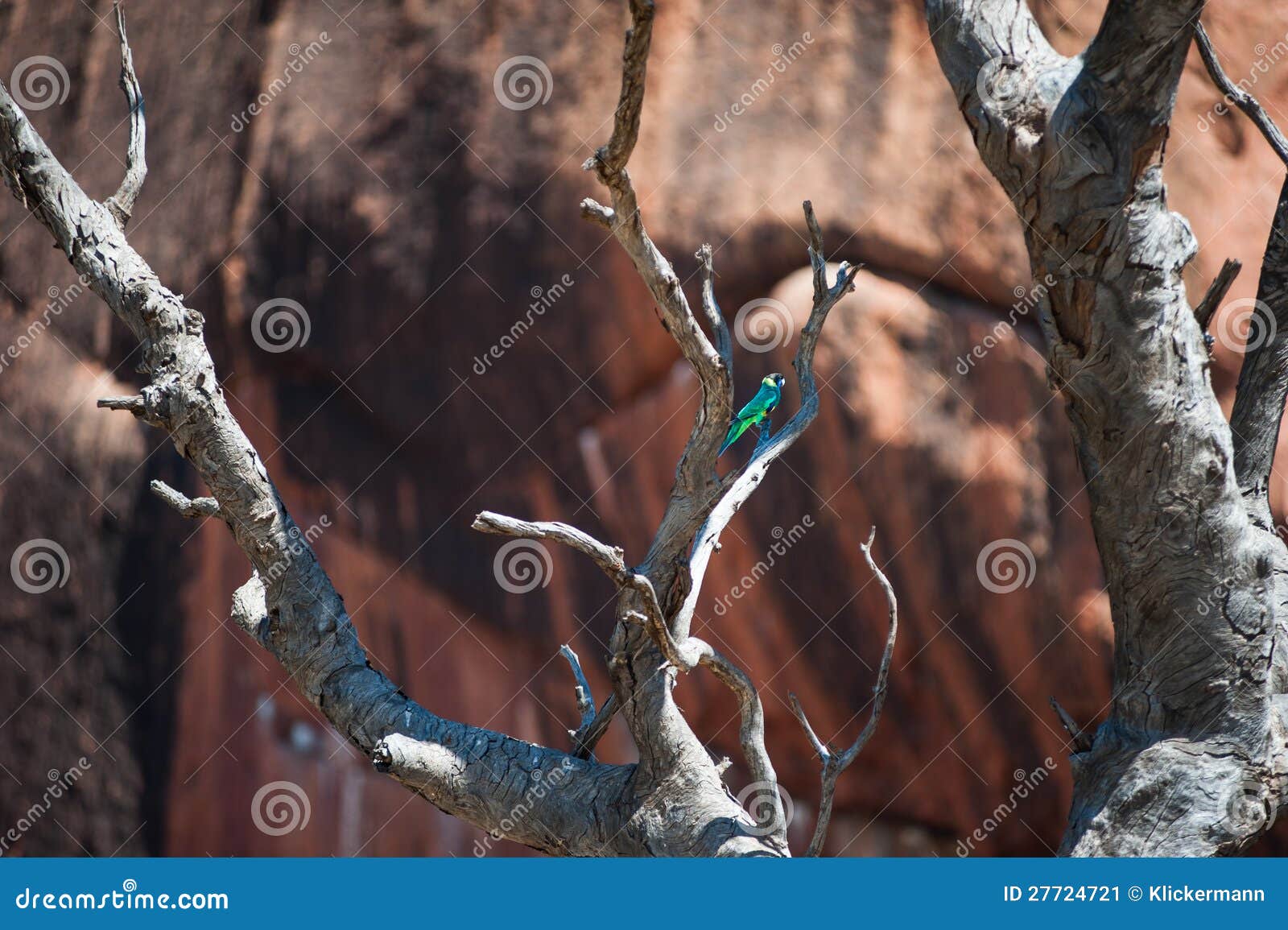 Bird on Ayers Rock editorial photo. Image of rock, landscape - 27724721