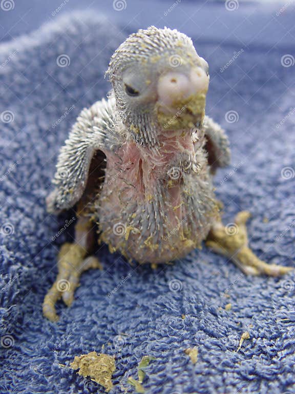 Bird babies stock image. Image of baby, nature, humorous - 23751