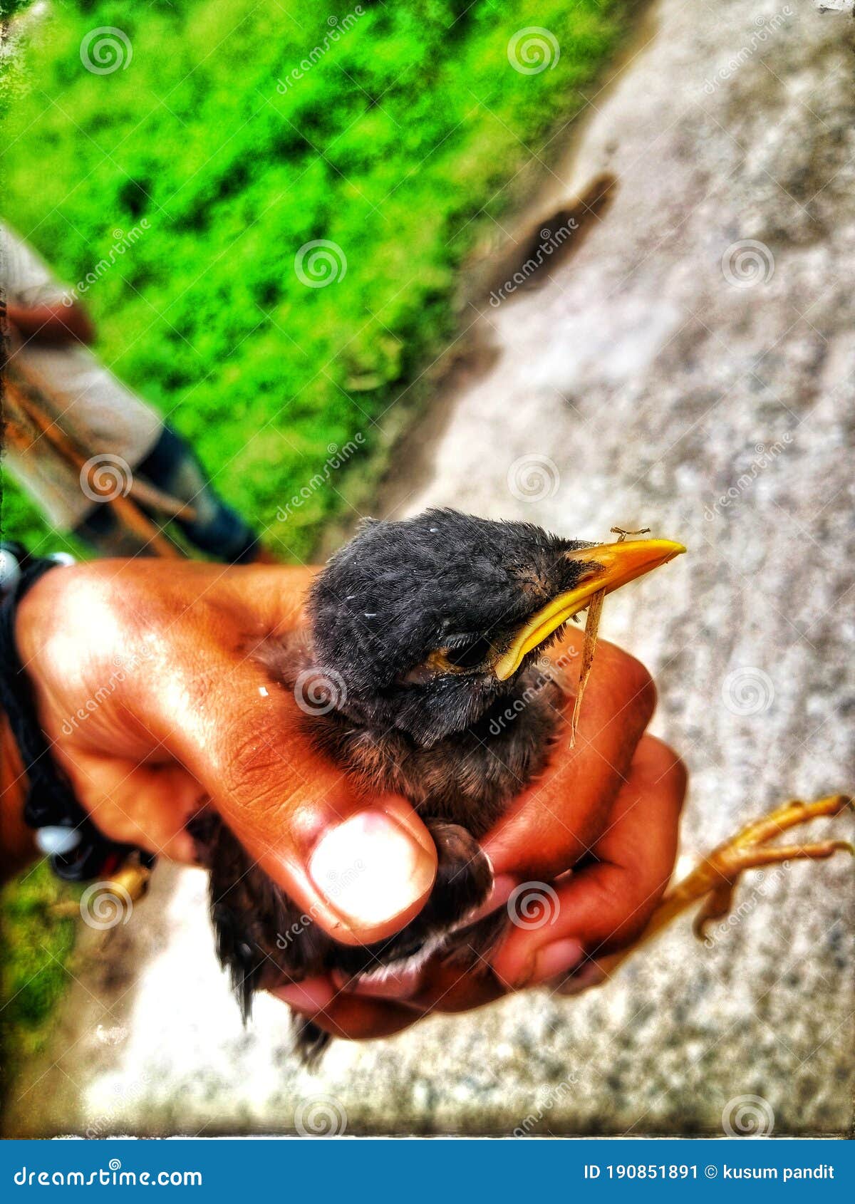 Bird,baby bird baby, stock image. Image of yellow, baby - 190851891