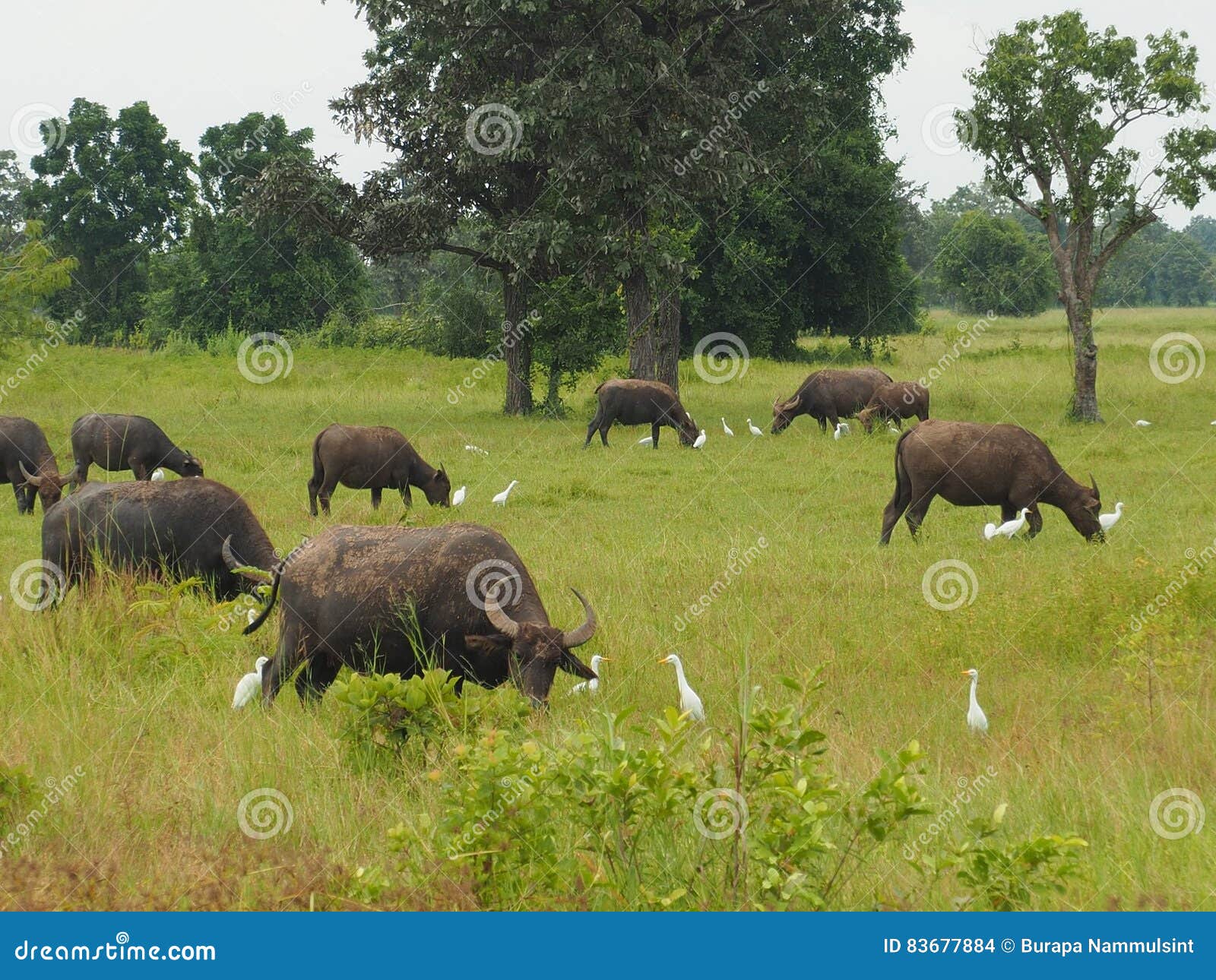 The Bird on the Back of a Buffalo. Stock Photo - Image of work, rice ...