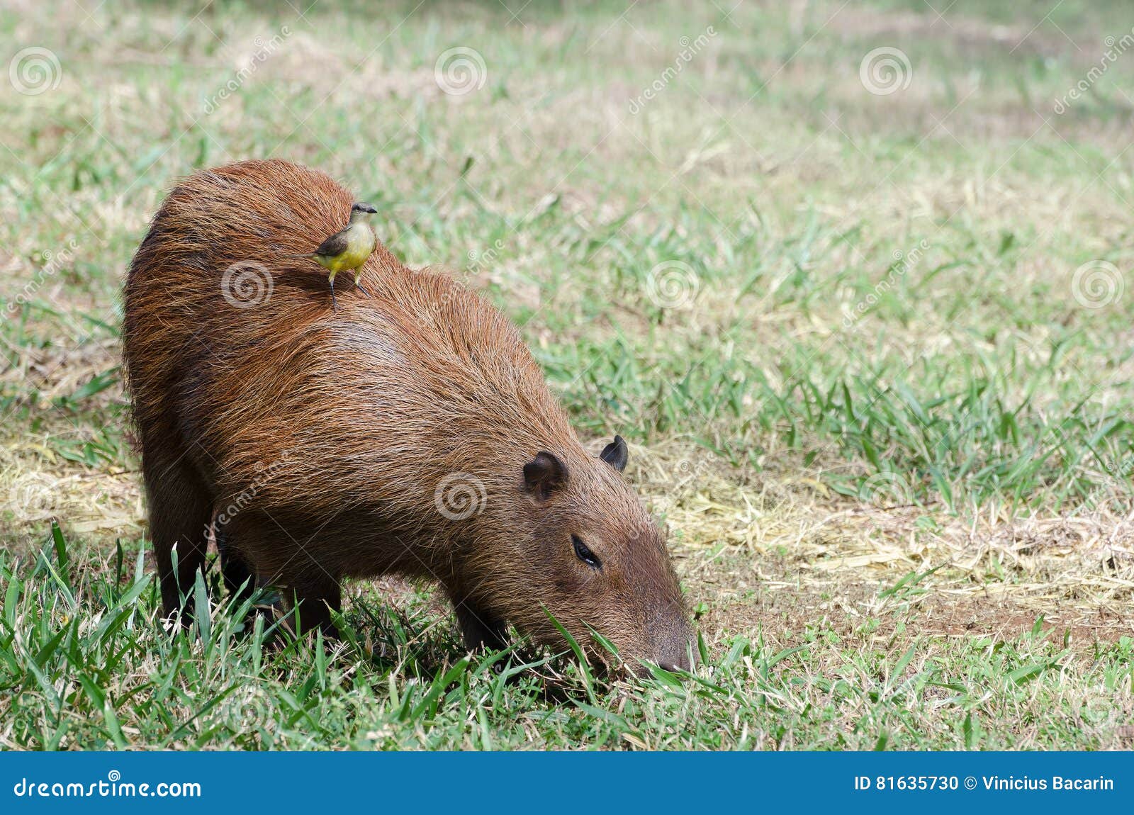 Bird on the Back of a Capybara Stock Photo - Image of animals, friends ...