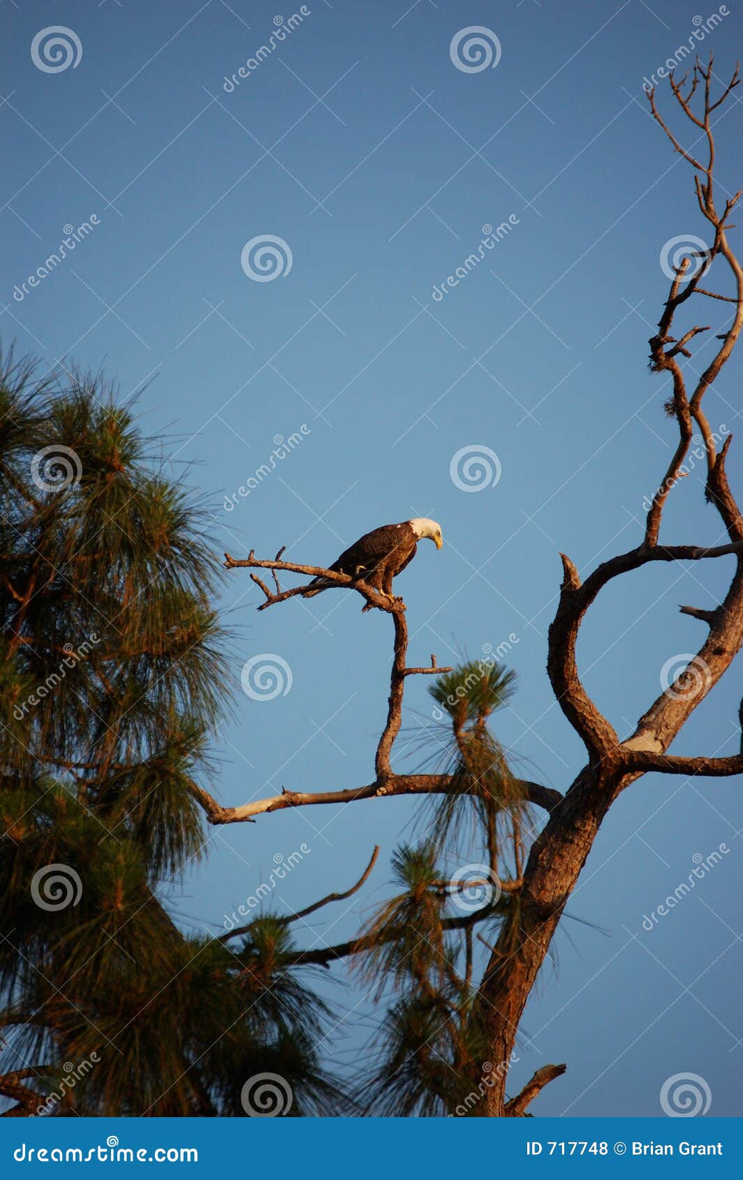 Bird - Bald Eagle Resting stock photo. Image of eagle, rough - 717748
