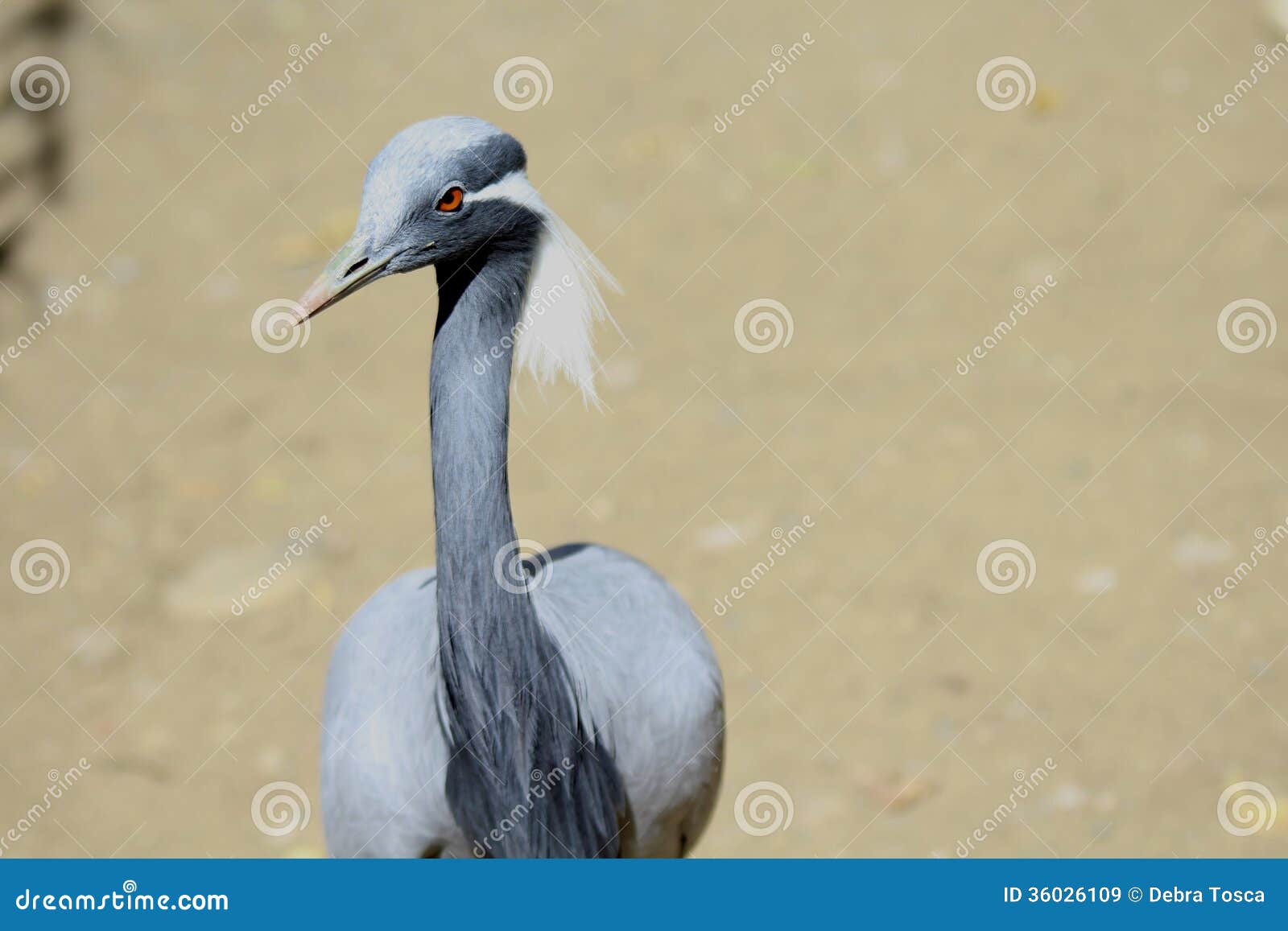 Bird with bald head stock image. Image of tall, gray - 36026109