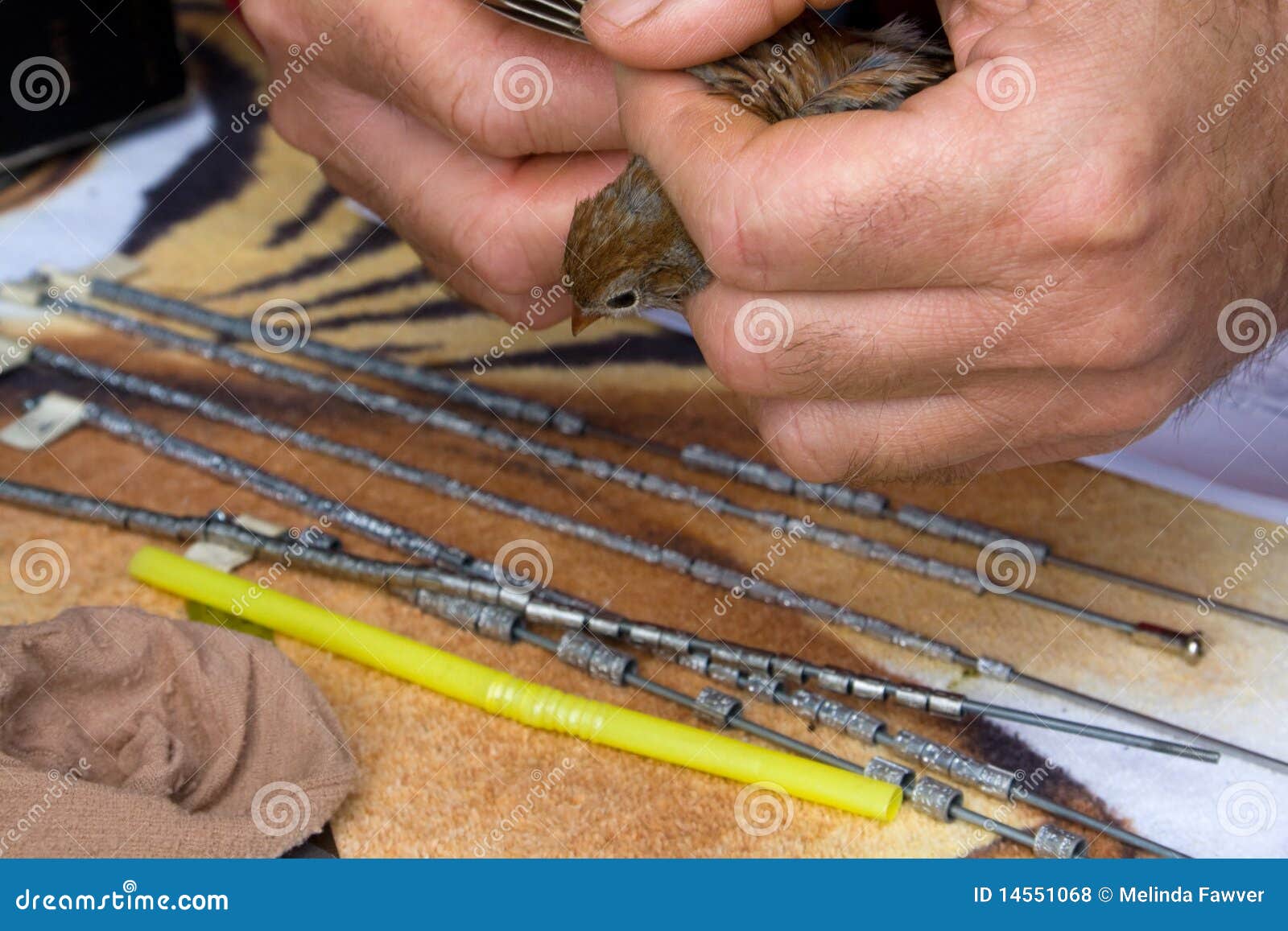 Bird Banding stock photo. Image of ornithologist, reserve - 14551068